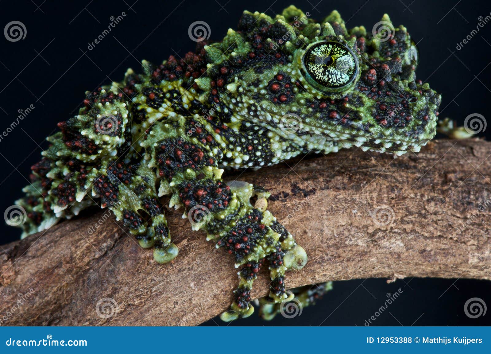 Theloderma Bicolor, Rare Spieces Of Frog On White Stock Photography ...