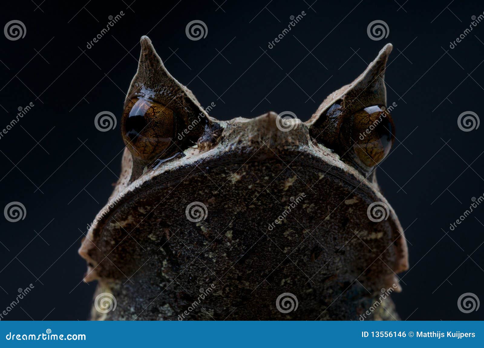 Frog stock photo. Image of leaf, frog, toads, amphibians - 13556146