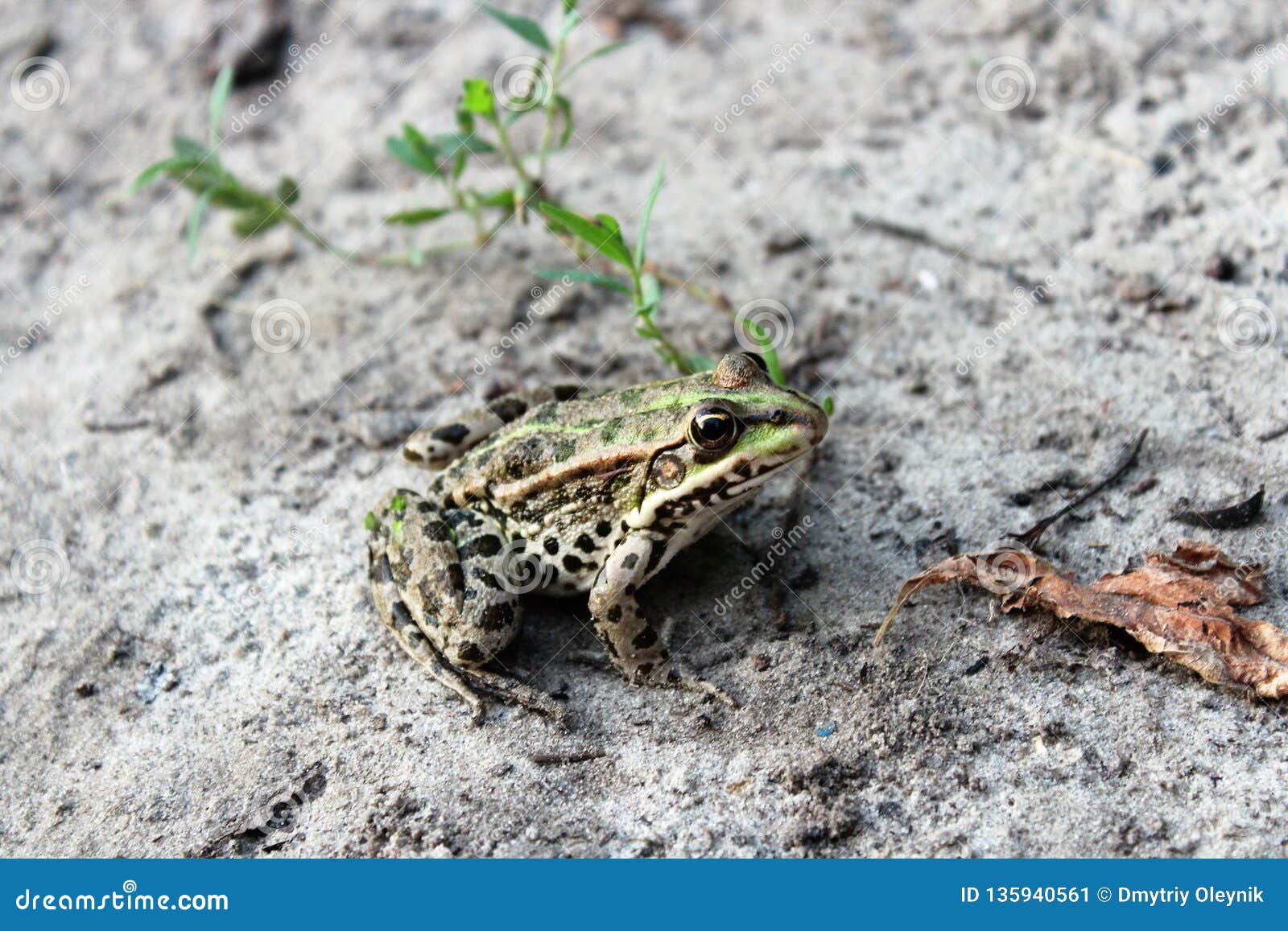 Frog on sand stock image. Image of toad, frog, wild - 135940561