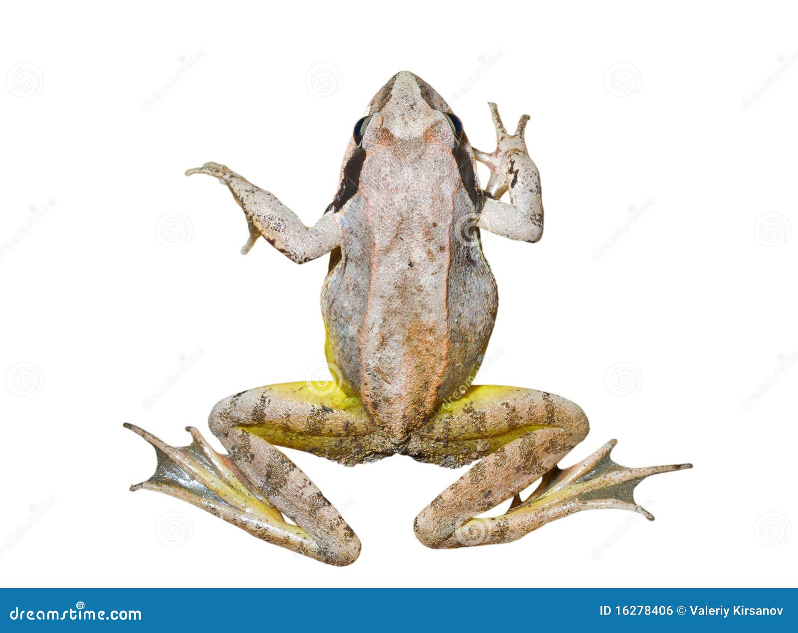 Frog 14 stock photo. Image of frog, snout, amphibian - 16278406