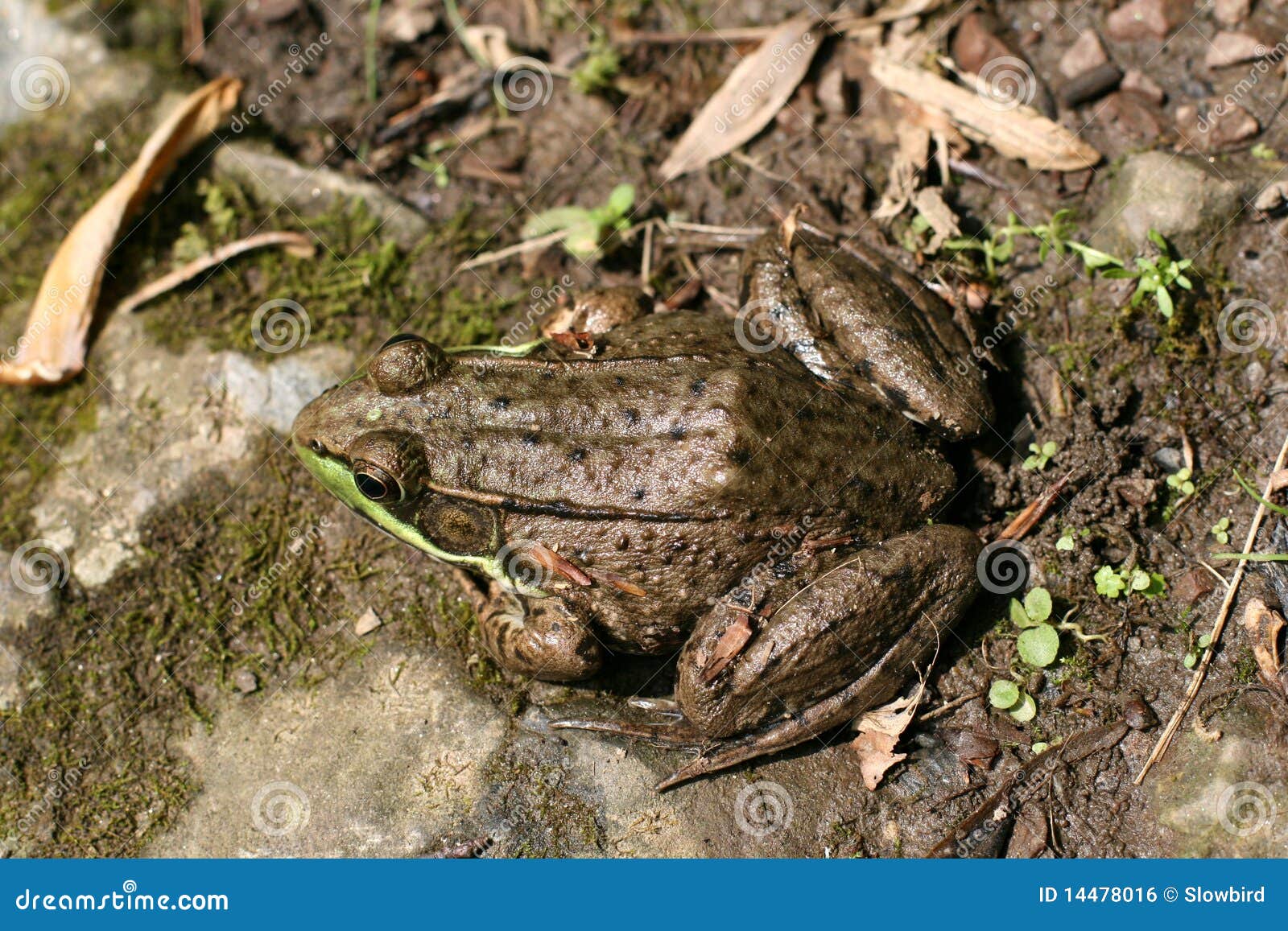 Frog stock photo. Image of environment, species, adaptation - 14478016