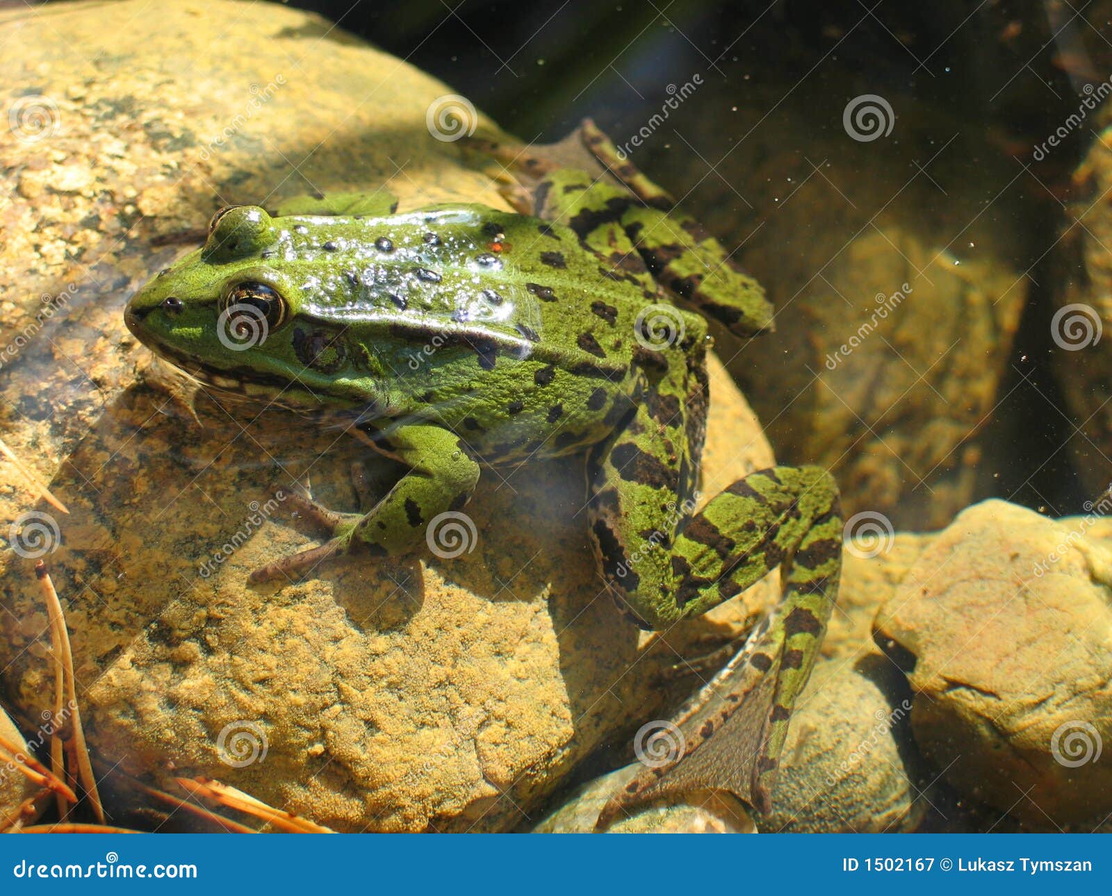 Frog stock image. Image of croak, huge, bumpy, life, natural - 1502167