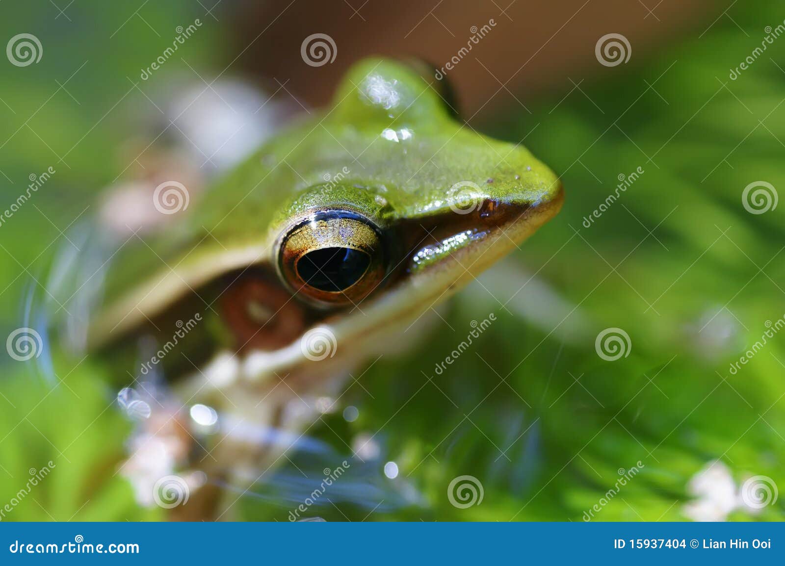 Frog stock photo. Image of close, staring, macro, green - 15937404