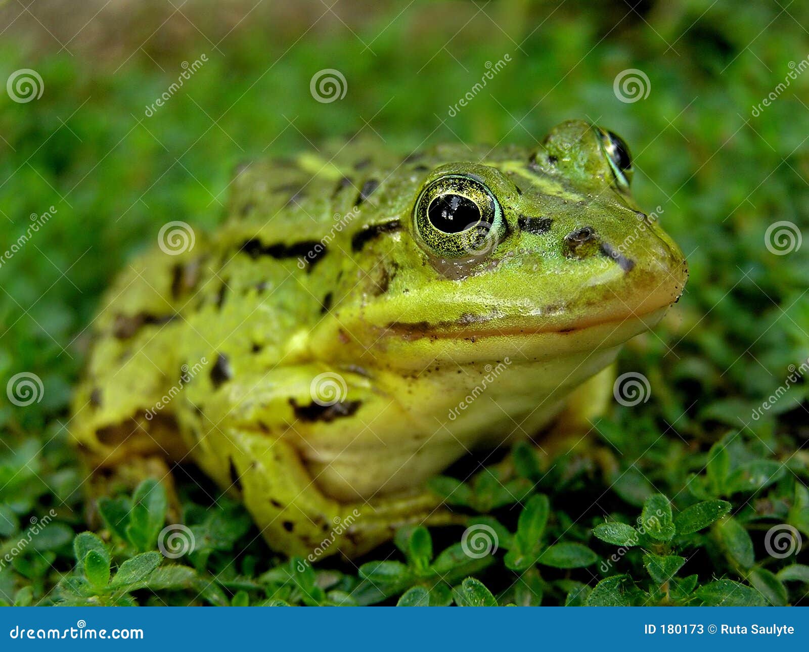 Frog stock image. Image of nature, animal, wildlife, details - 180173