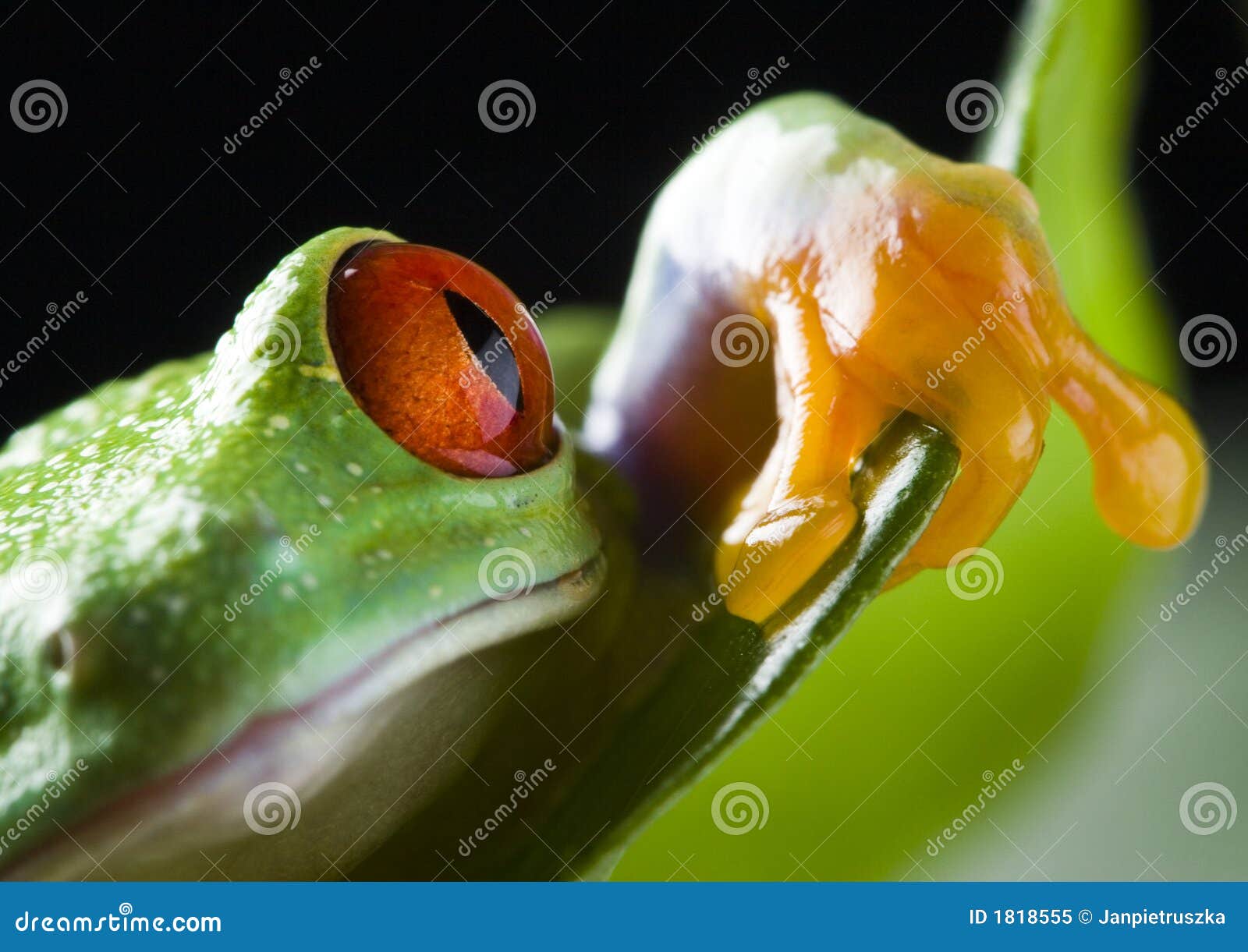 Frog stock image. Image of look, animal, amphibia, green - 1818555