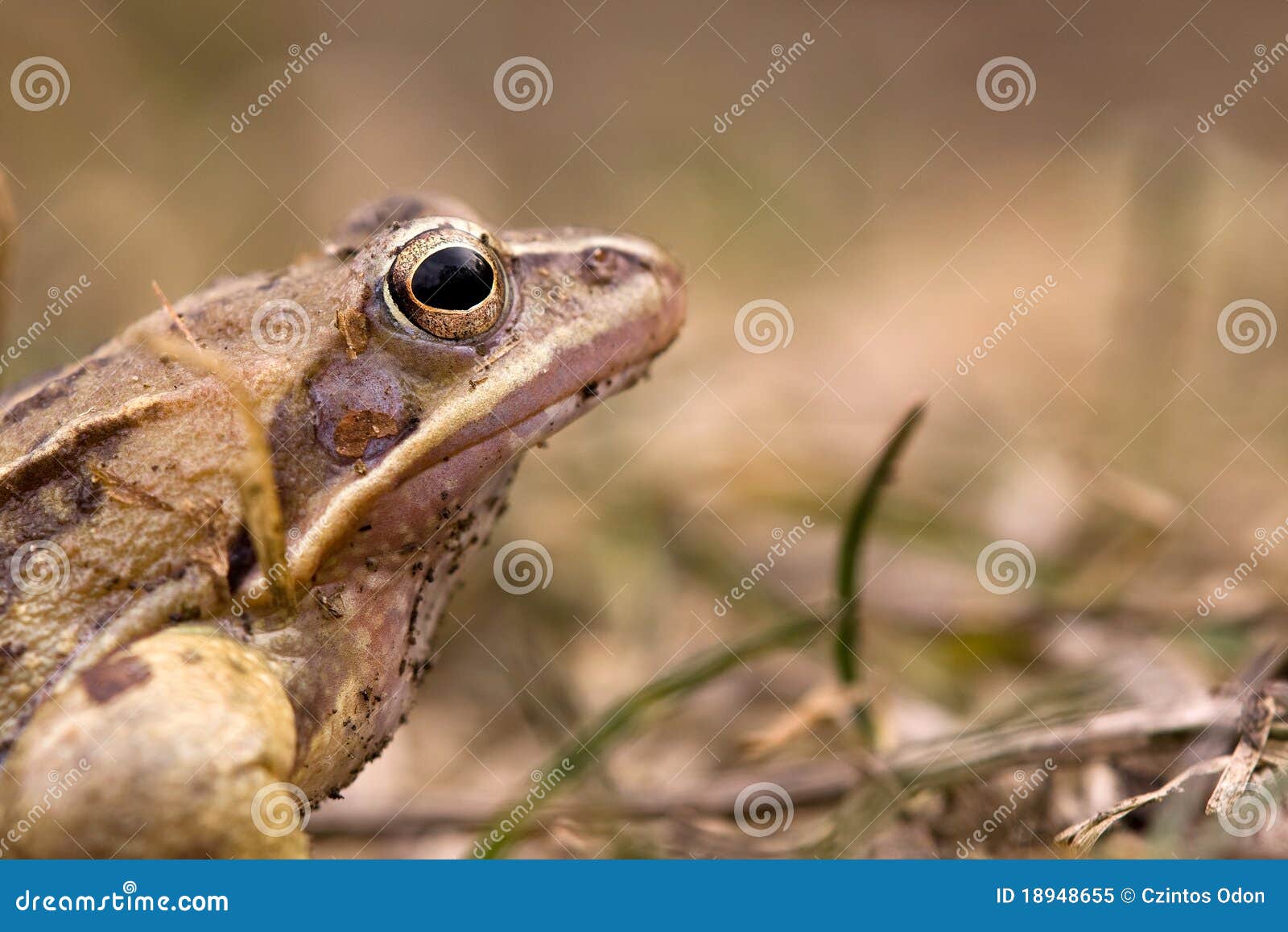 The frog stock image. Image of large, snout, crawler - 18948655