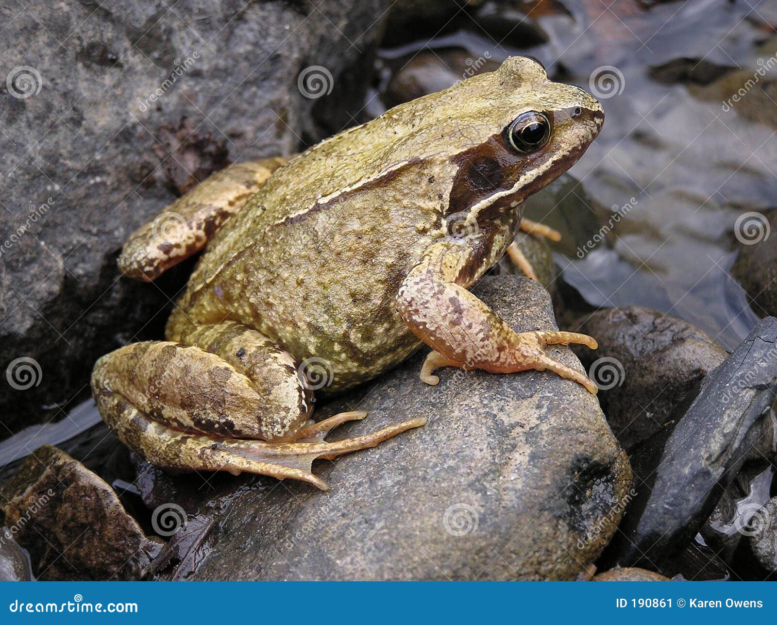Frog stock image. Image of nature, rock, creature, jump - 190861