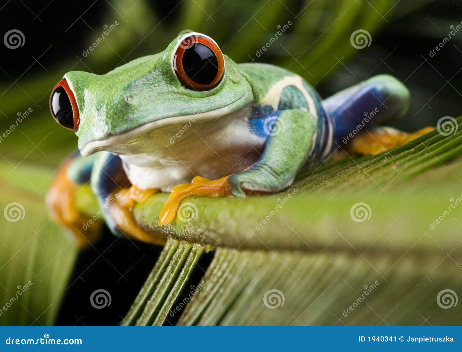 Frog stock image. Image of black, climbing, bizarre, abstraction - 1940341