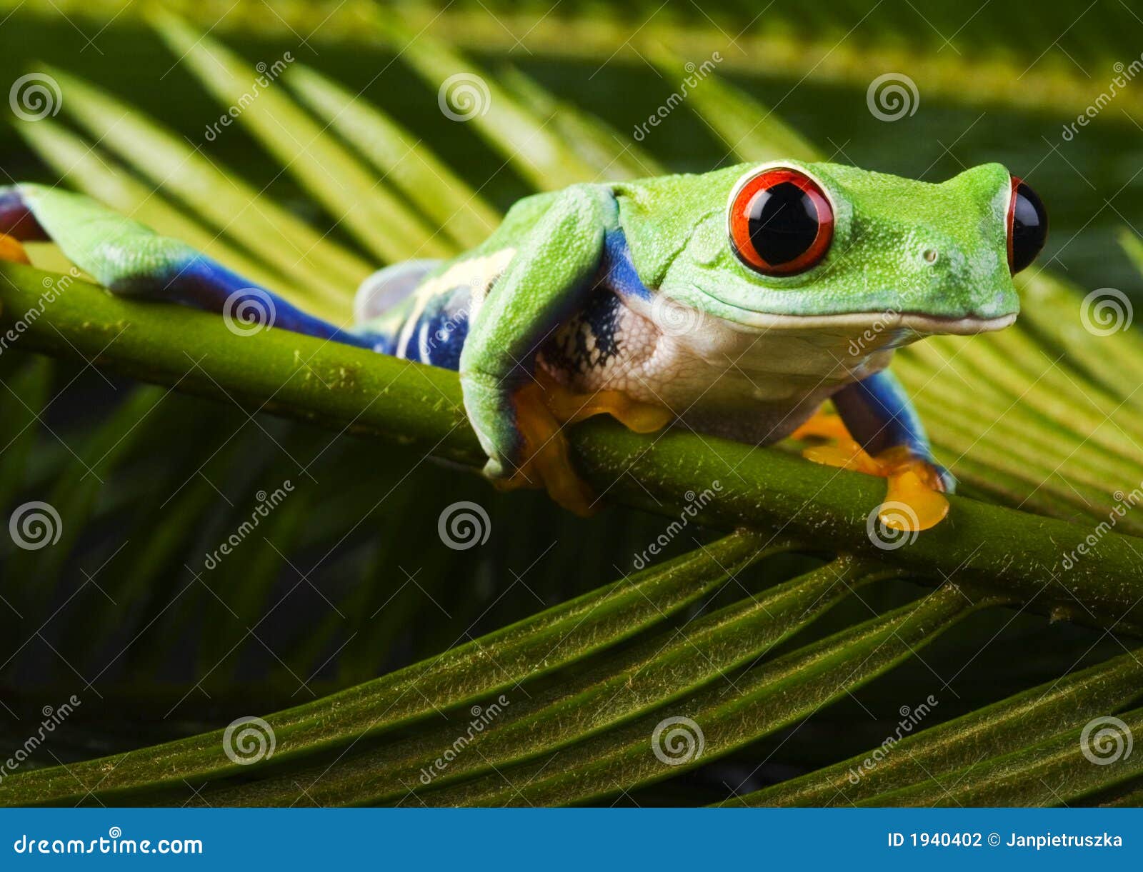 Frog stock photo. Image of frog, amphibia, agalychnis - 1940402