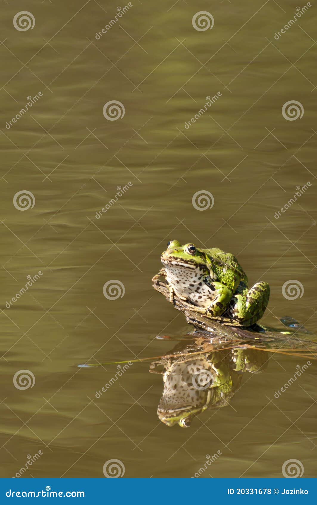 Frog stock photo. Image of lake, reflection, green, burping - 20331678
