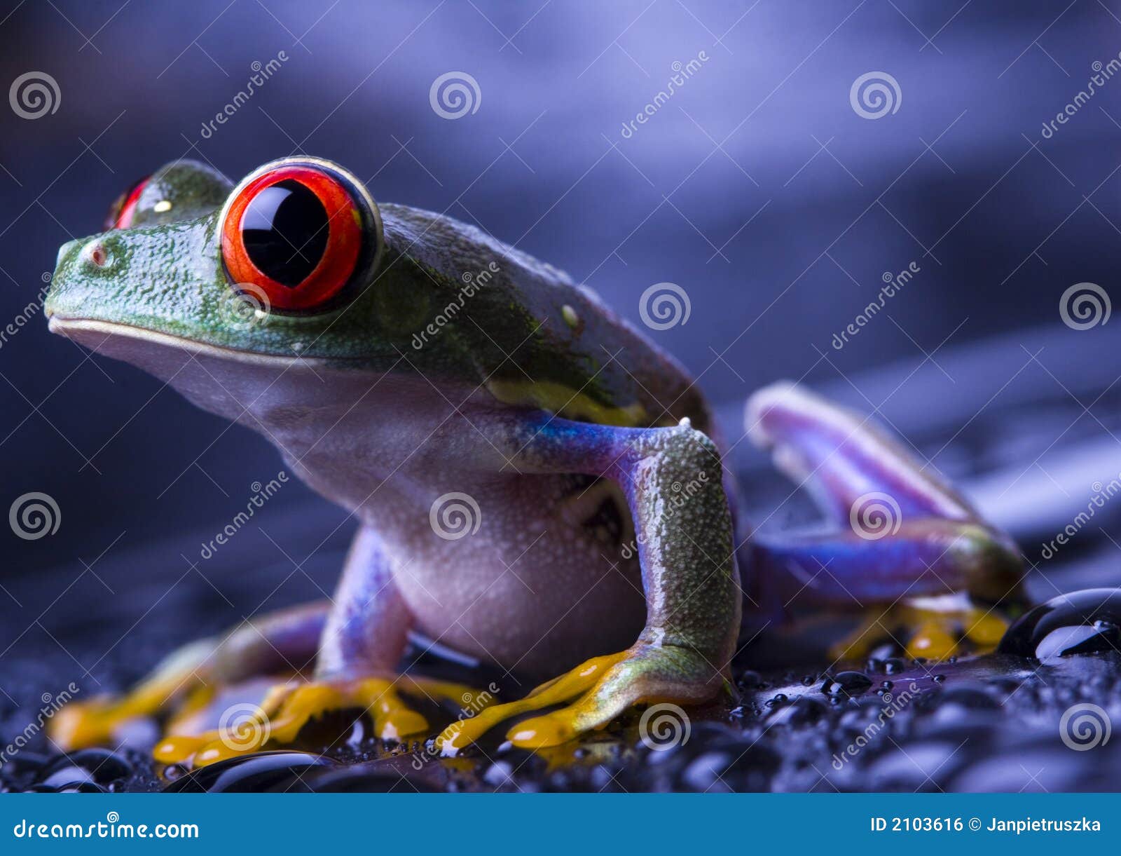 Frog stock photo. Image of extinction, frog, amphibians - 2103616