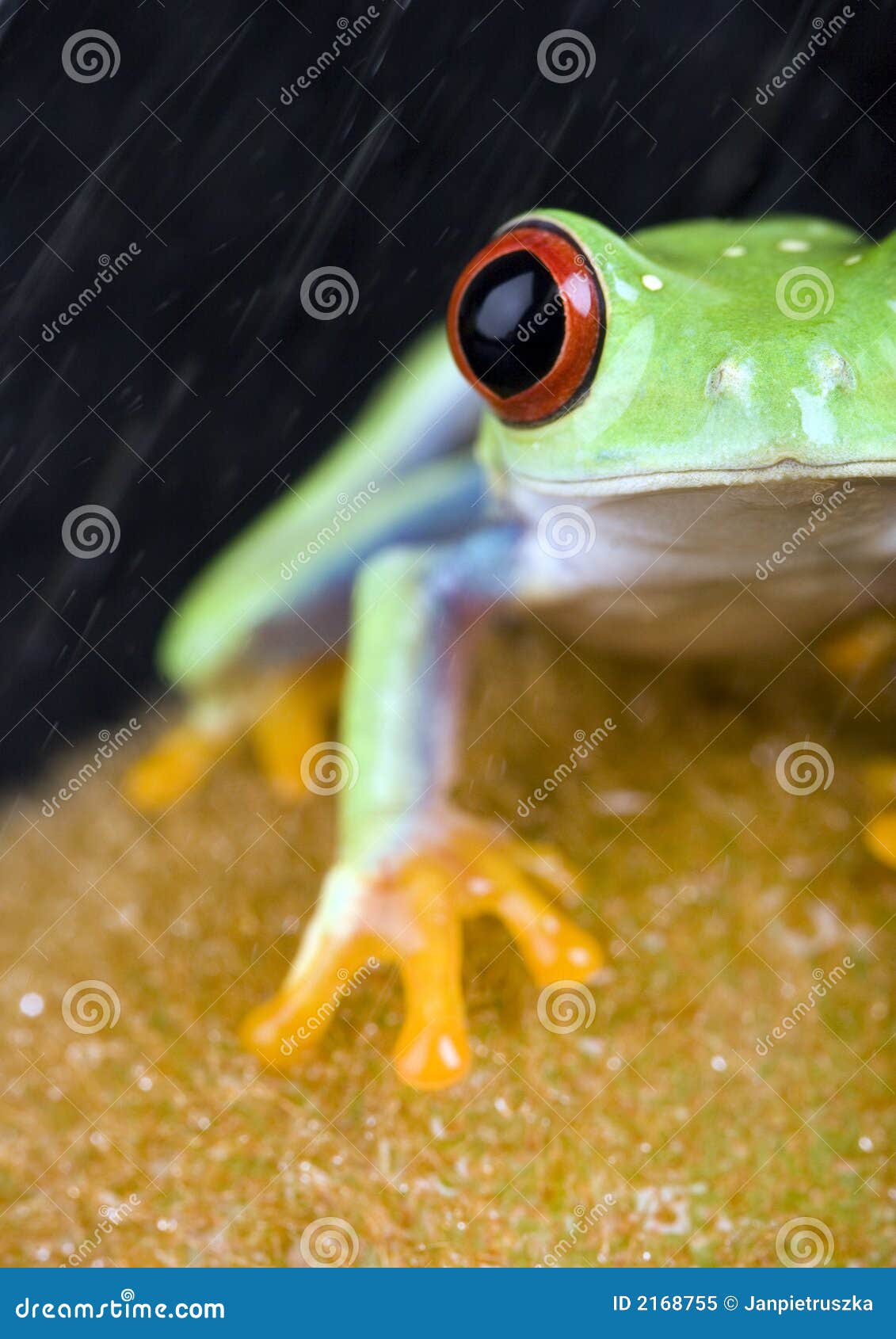 Frog stock image. Image of colours, amphibians, damp, amphibia - 2168755