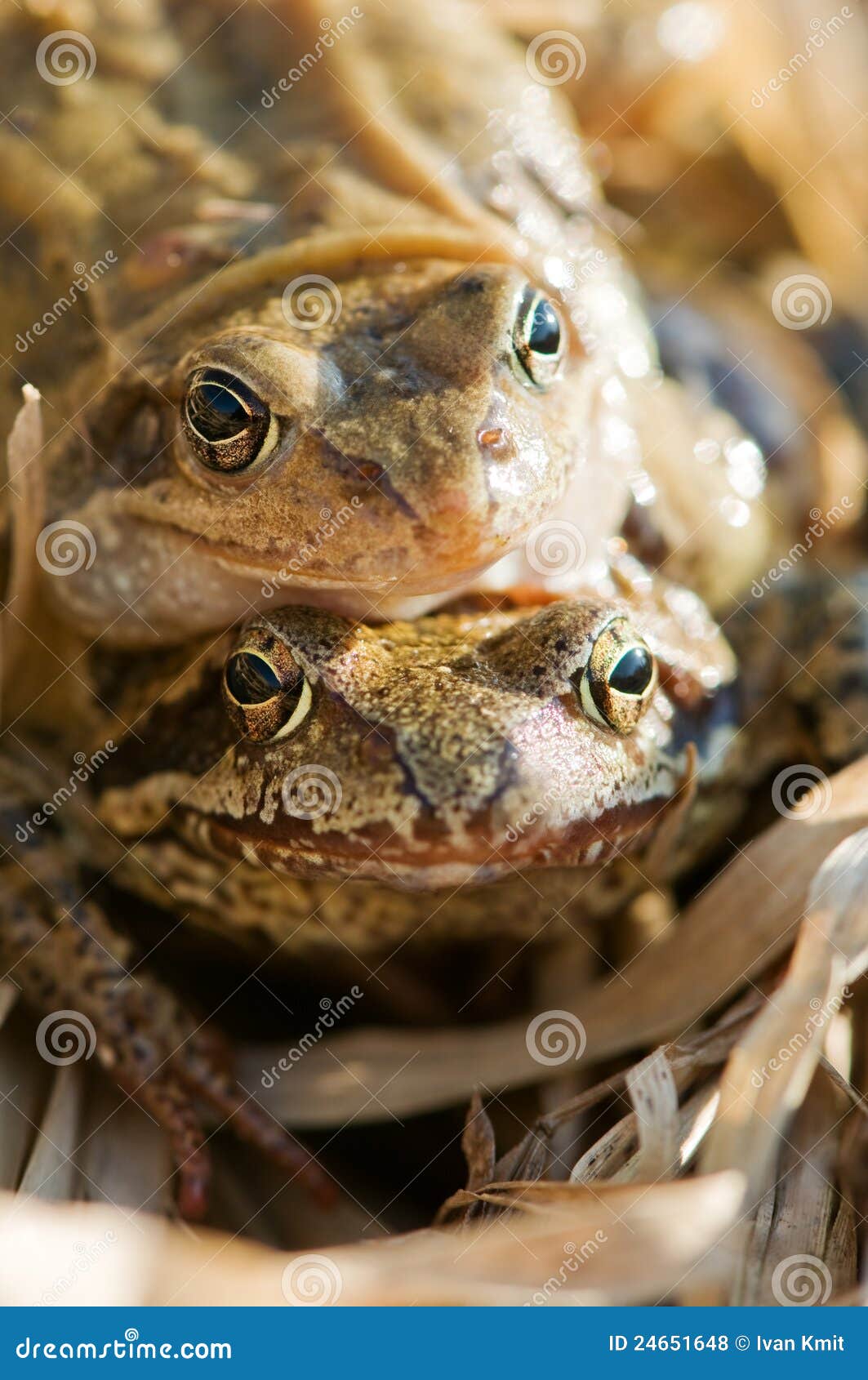 Frog stock photo. Image of pair, frog, wild, macro, season - 24651648