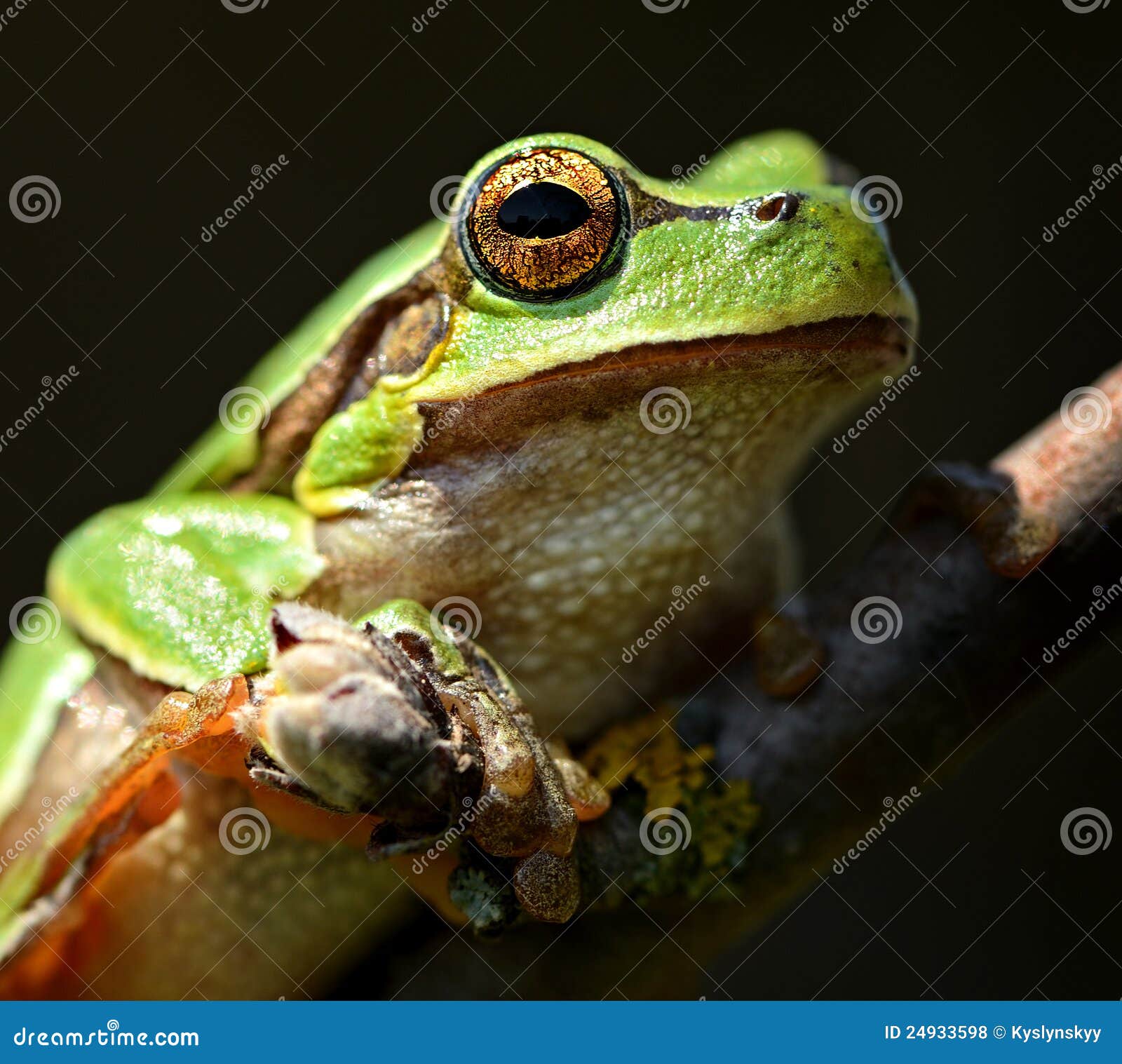 Frog stock photo. Image of amphibian, natural, ecology - 24933598