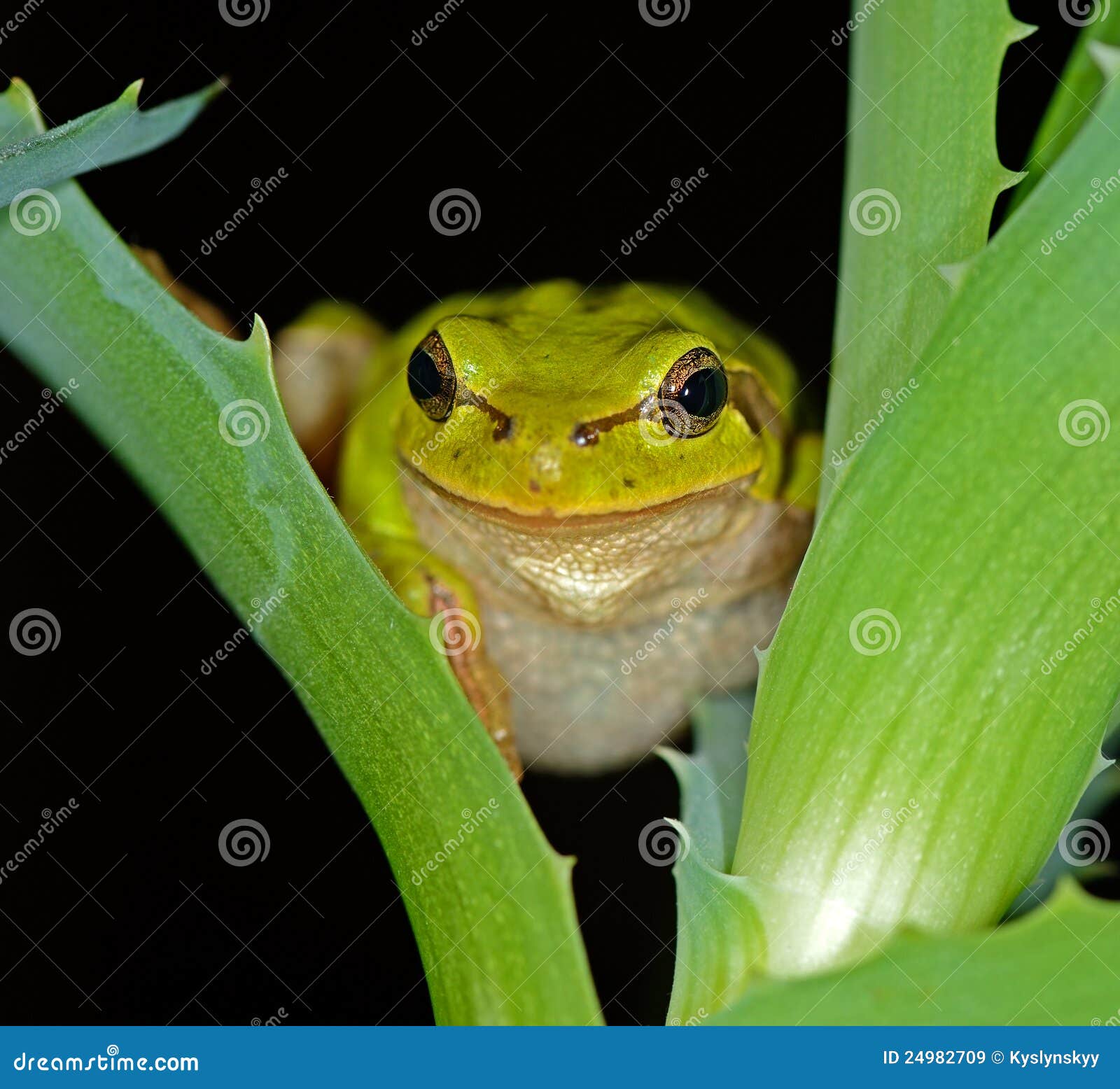 Frog stock image. Image of natural, clinging, look, frog - 24982709