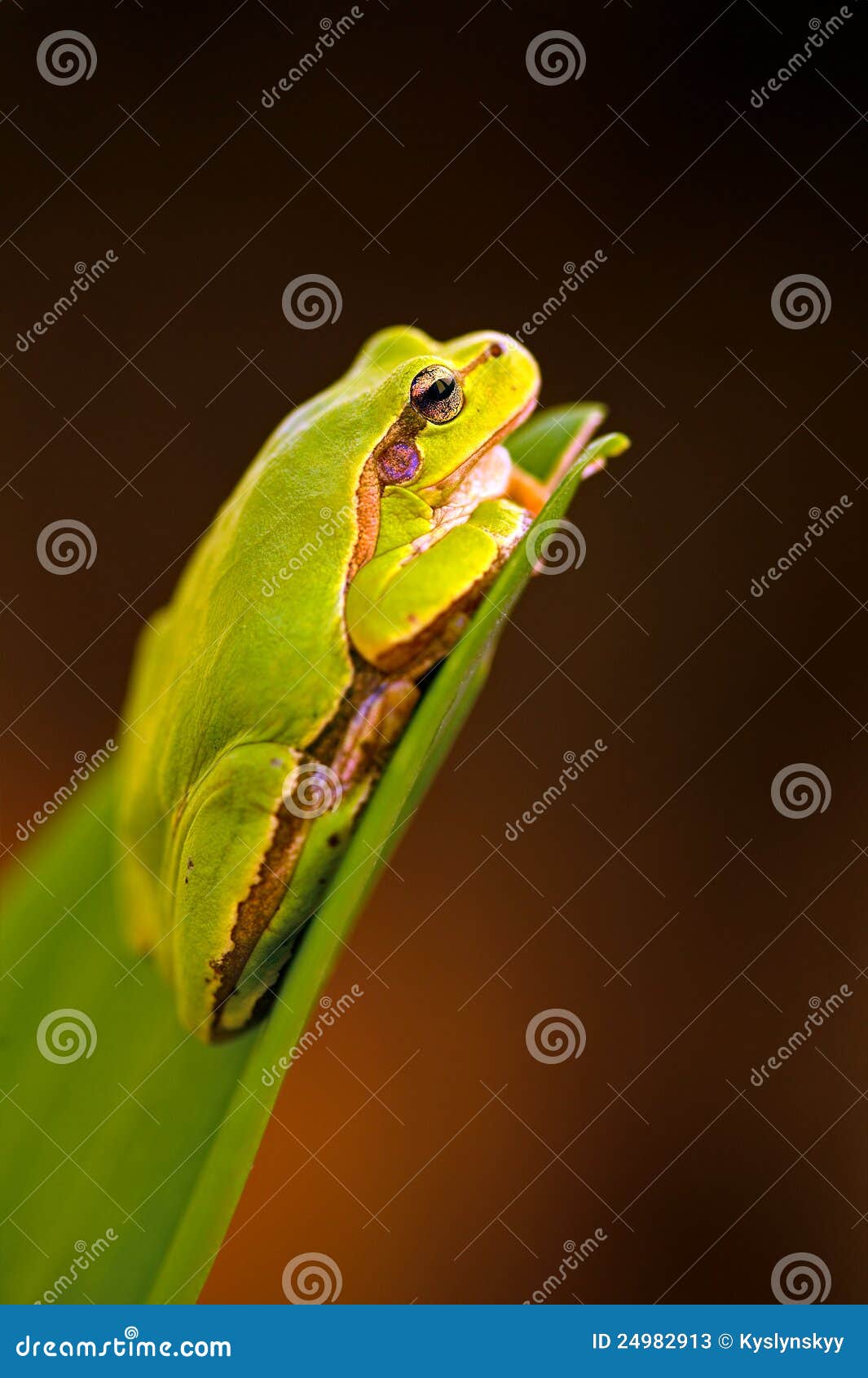 Frog stock image. Image of themes, animal, leaf, nature - 24982913