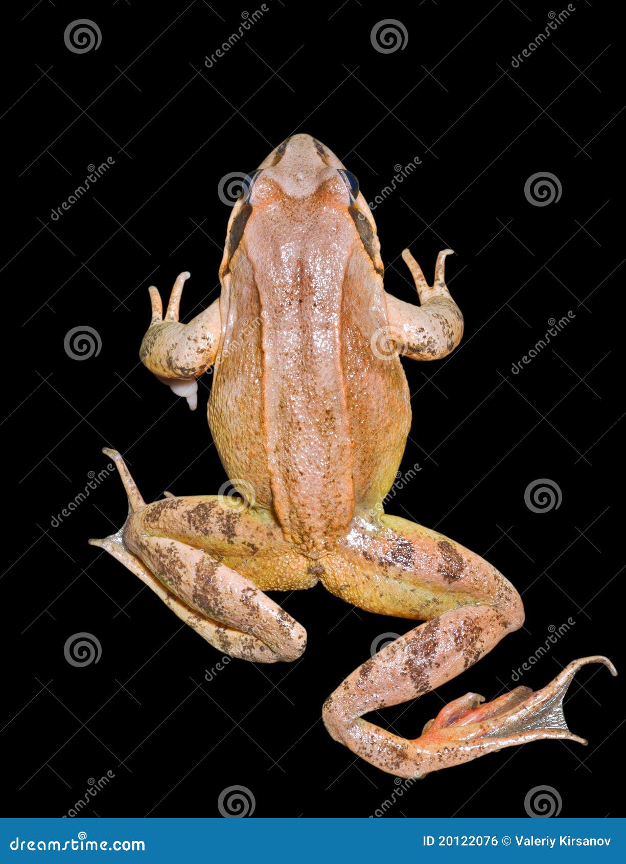 Frog 25 stock photo. Image of vertical, flipper, sitting - 20122076