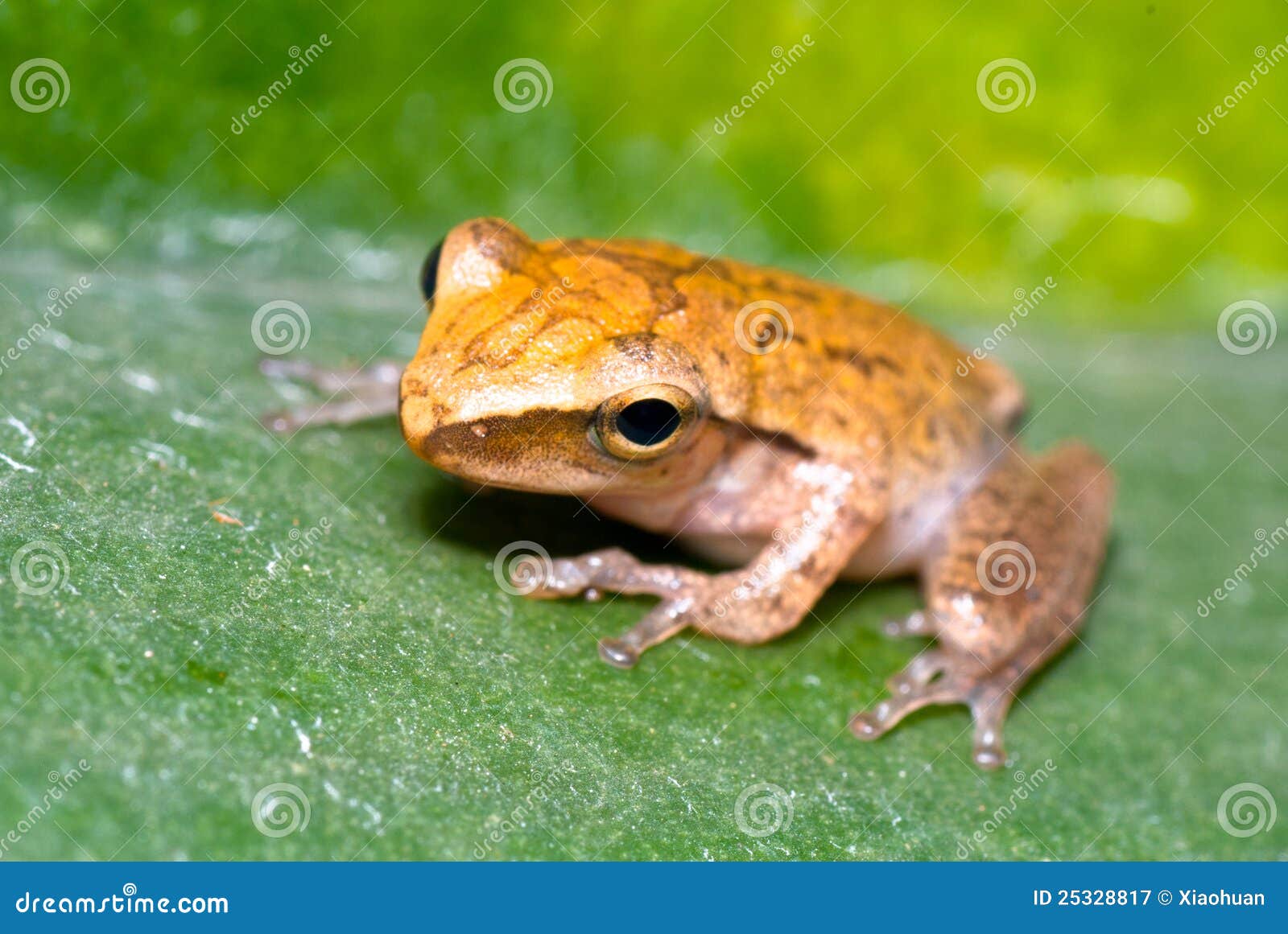A frog stock image. Image of ecology, jungle, peek, clinging - 25328817