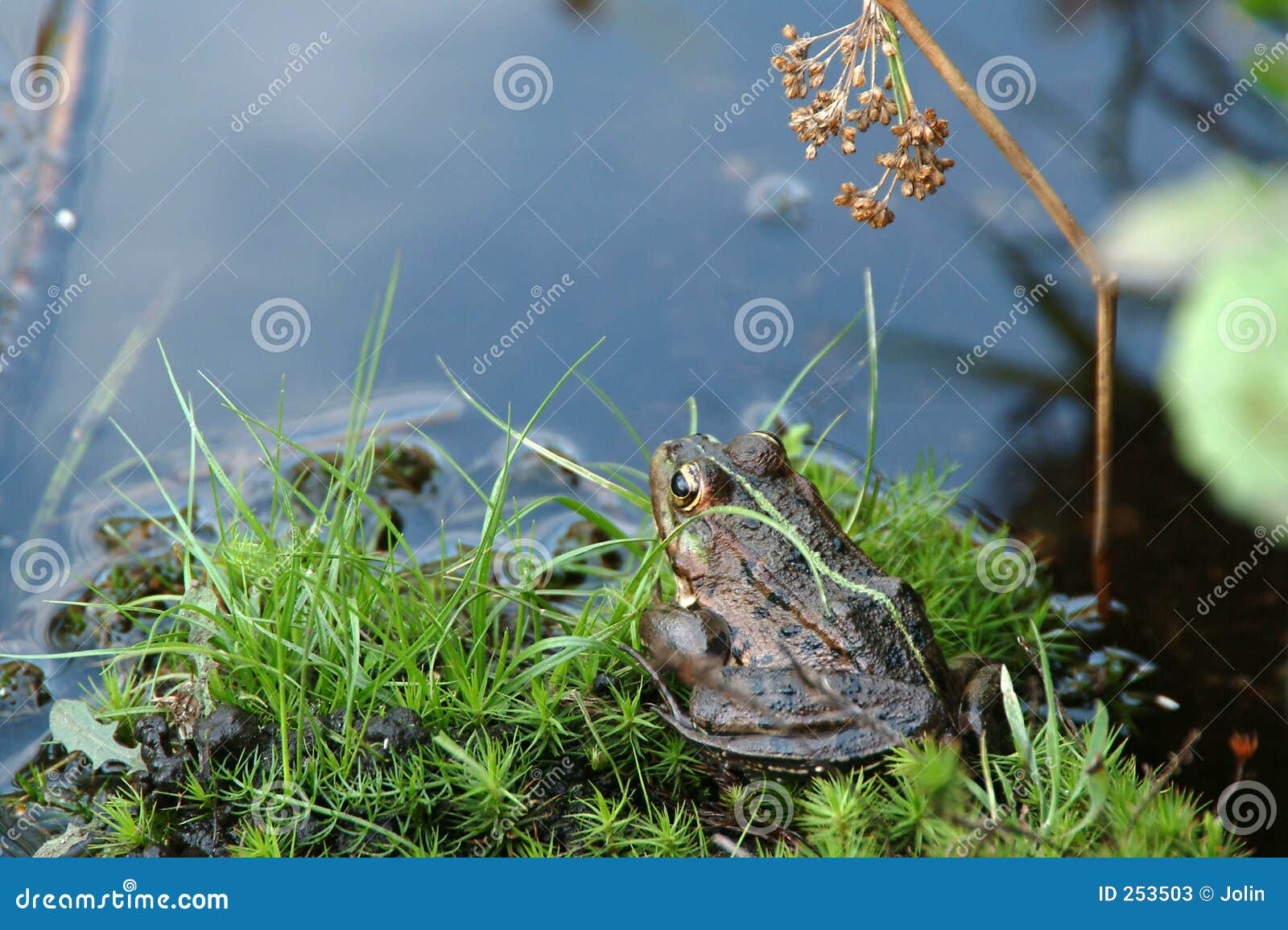 Frog stock image. Image of grass, pouddle, animal, puddle - 253503