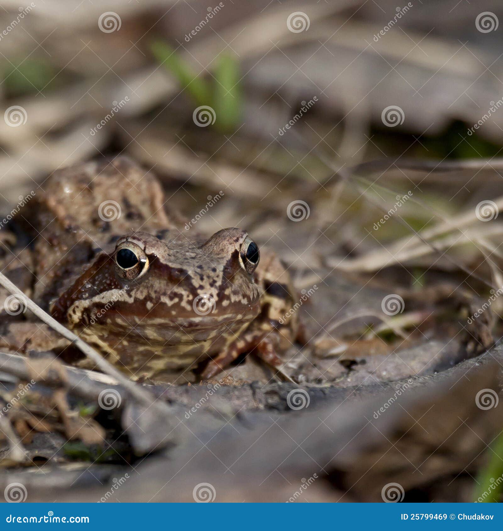Frog stock image. Image of lake, pond, alone, close, green - 25799469