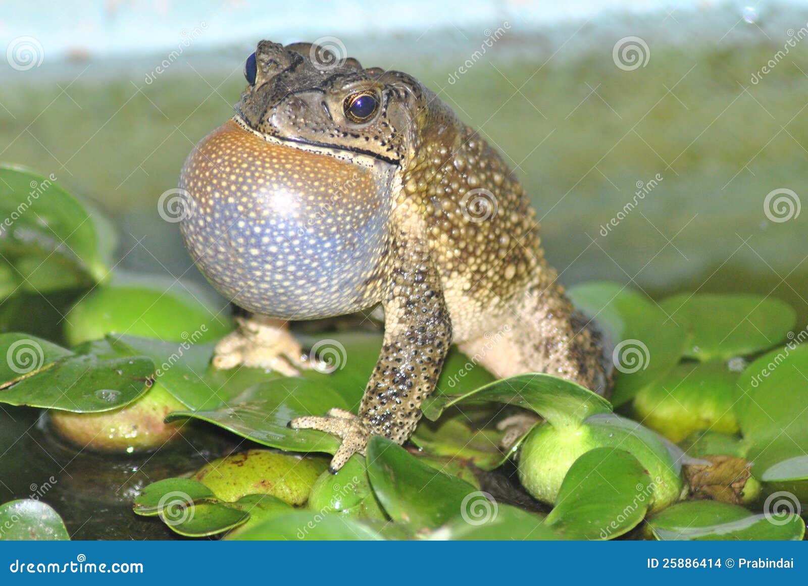 Toad With Big Neck