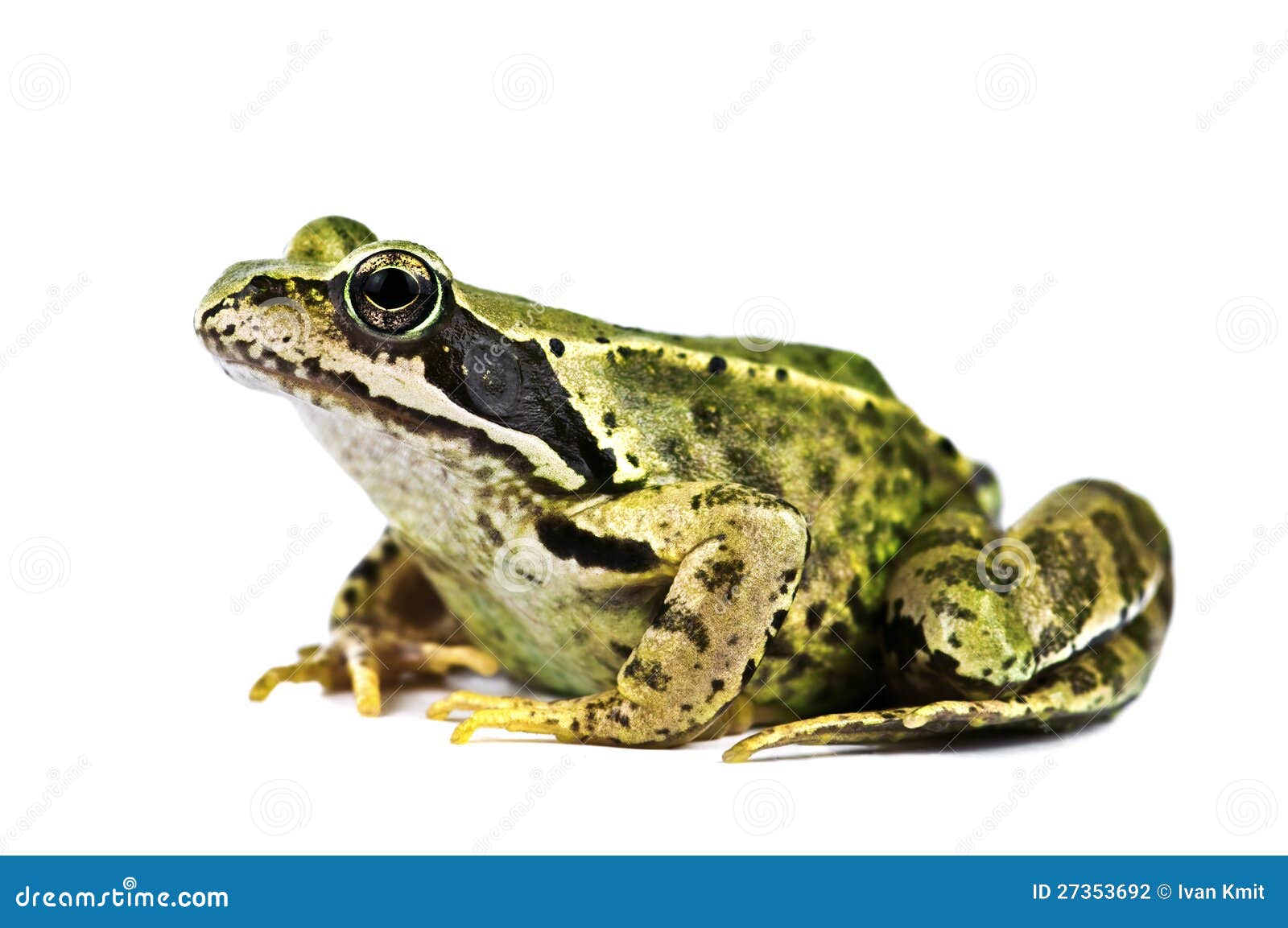 Froggy Frog Stock Image | CartoonDealer.com #95850193