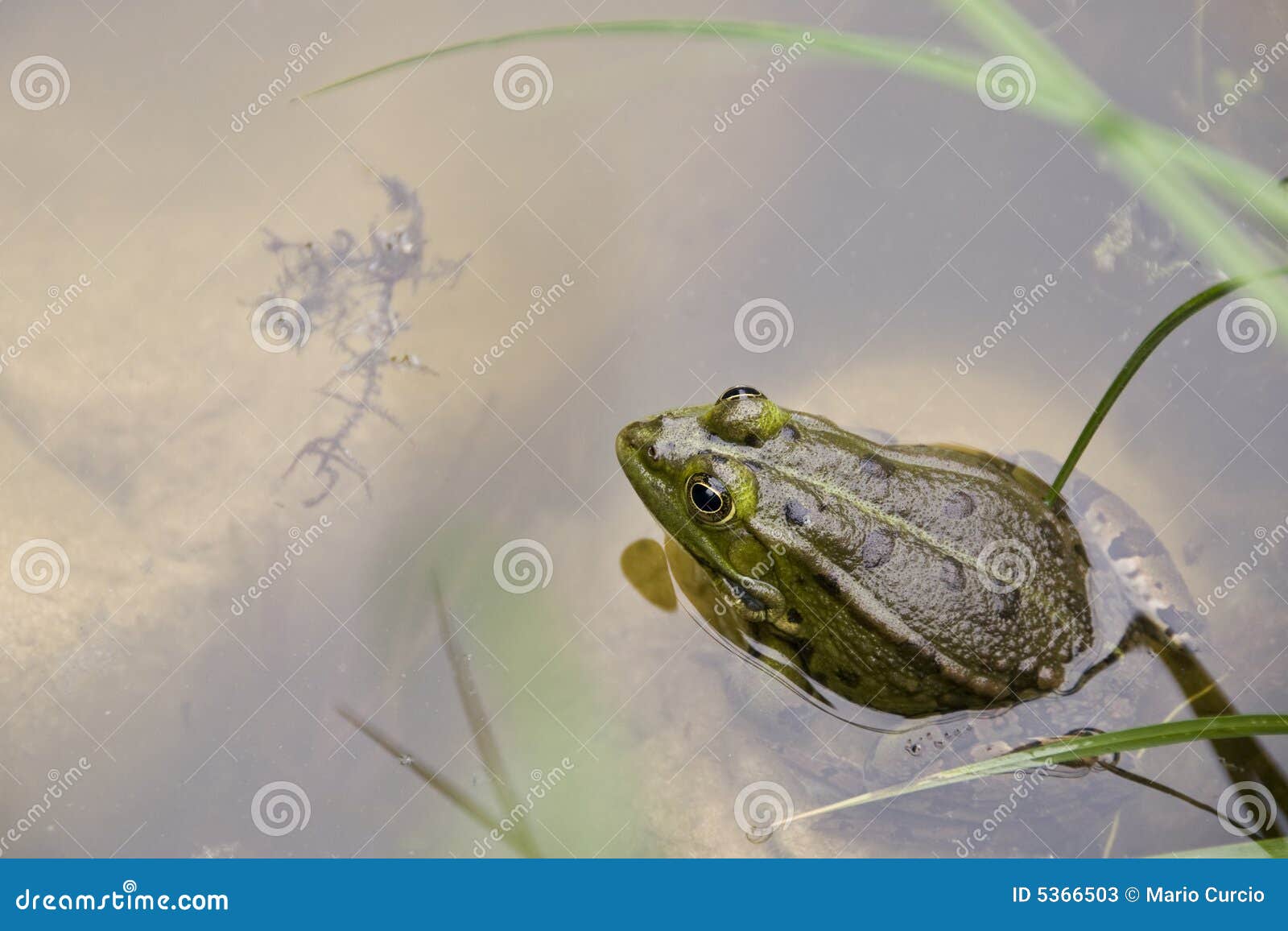 Frog With Swollen Cheeks Stock Photography | CartoonDealer.com #193204244