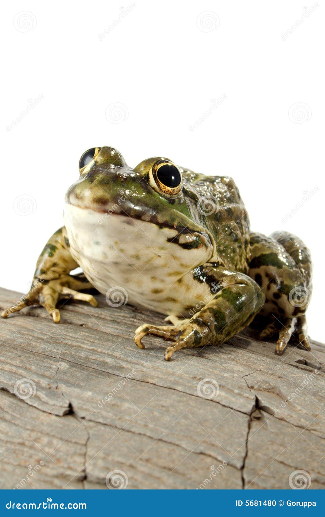 Frog stock photo. Image of staring, isolated, sitting - 5681480