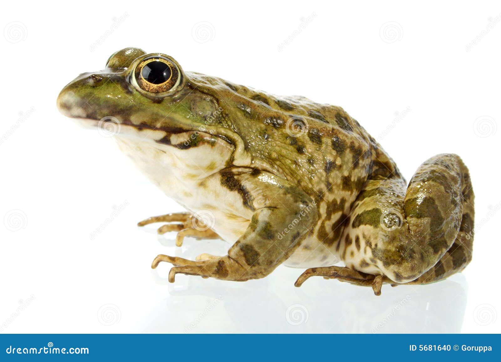 Frog stock photo. Image of aquatic, staring, wildlife - 5681640