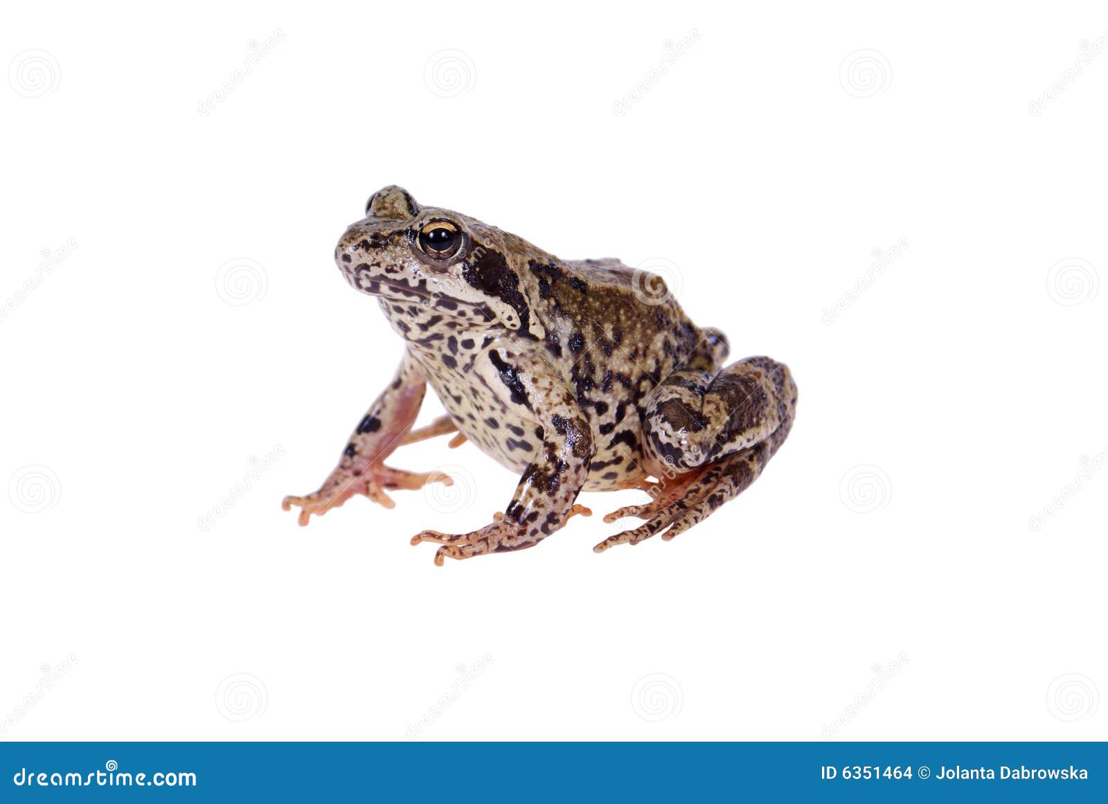 Frog stock photo. Image of green, batrachian, frog, wildlife - 6351464