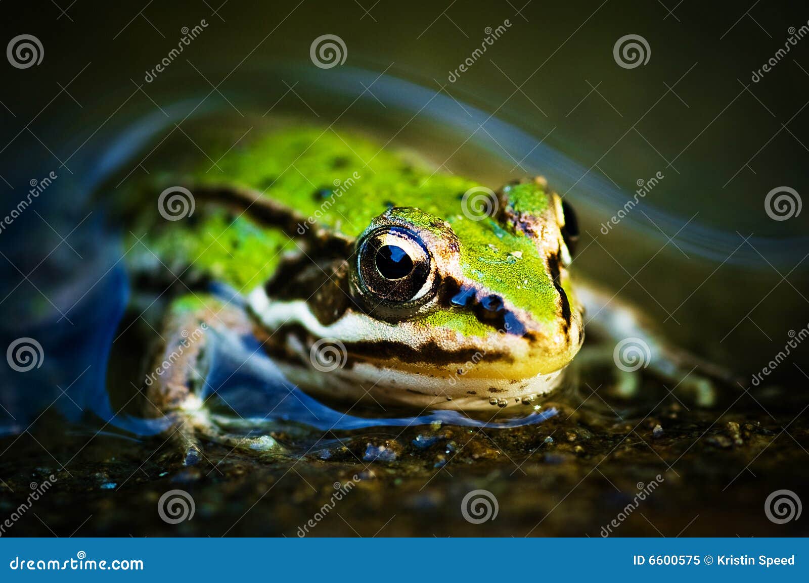 Frog Picture. Image: 6600575