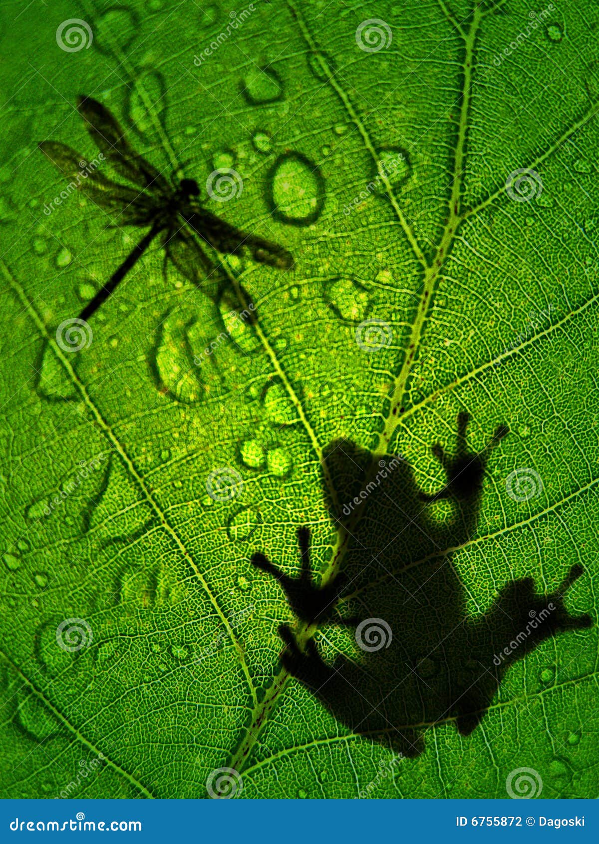 Frog stock photo. Image of climate, tree, amphibian, animals - 6755872
