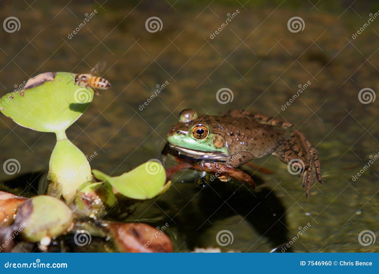 Frog stock photo. Image of darling, floating, amphibian - 7546960