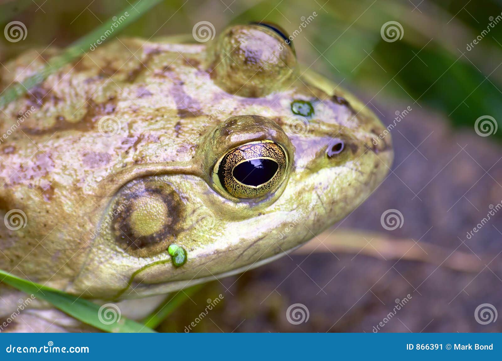 Frog stock image. Image of pond, stripe, frog, body, amphibian - 866391