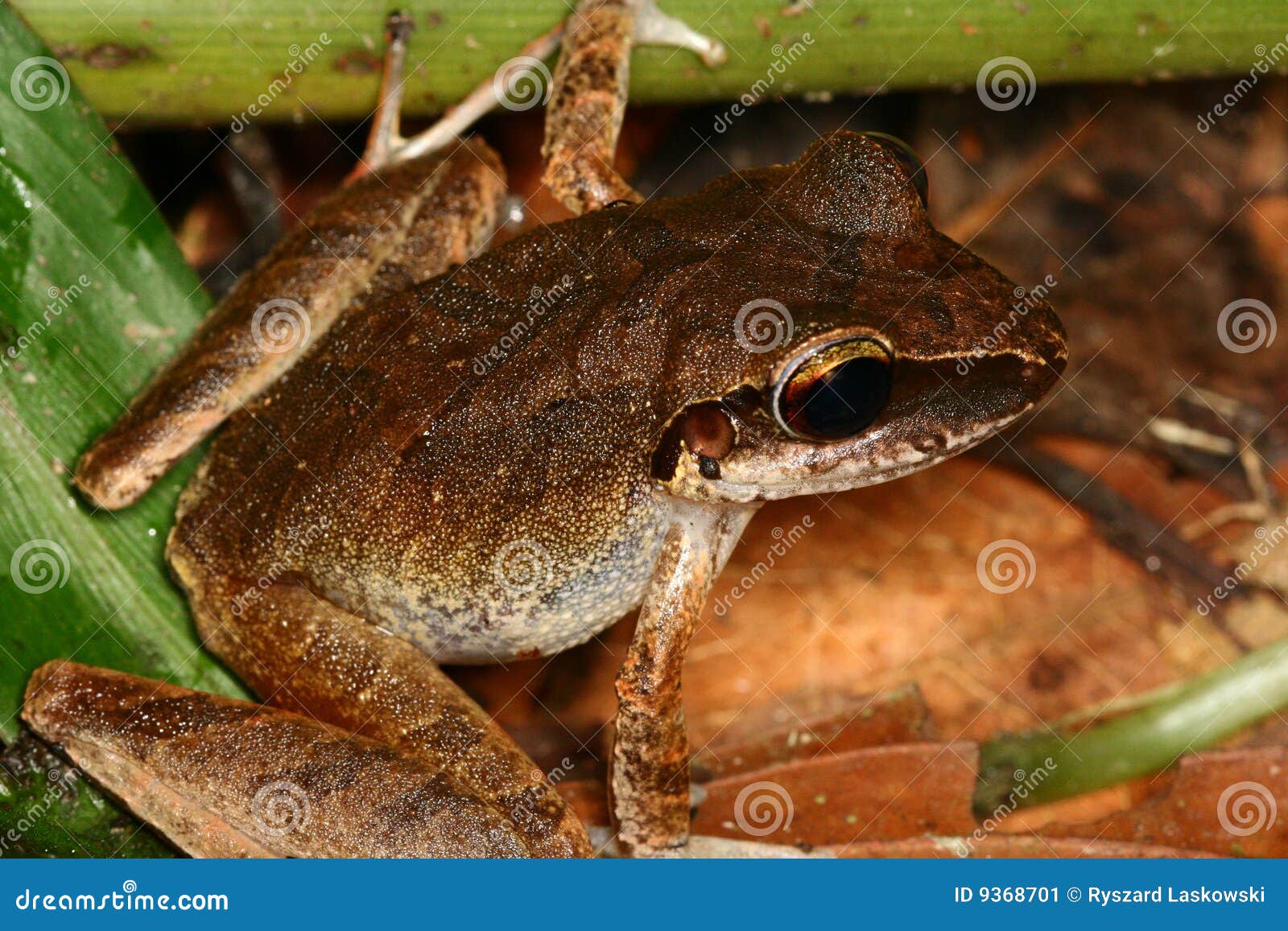 Frog stock image. Image of forest, venezuela, cloud, amphibians - 9368701