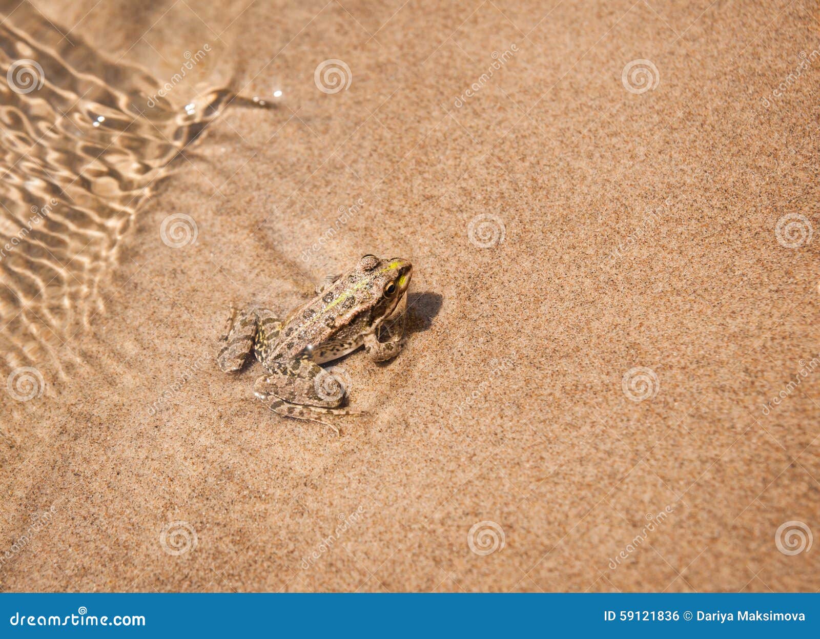 Frog, Ahtuba, Russia stock photo. Image of natural, outdoors - 59121836