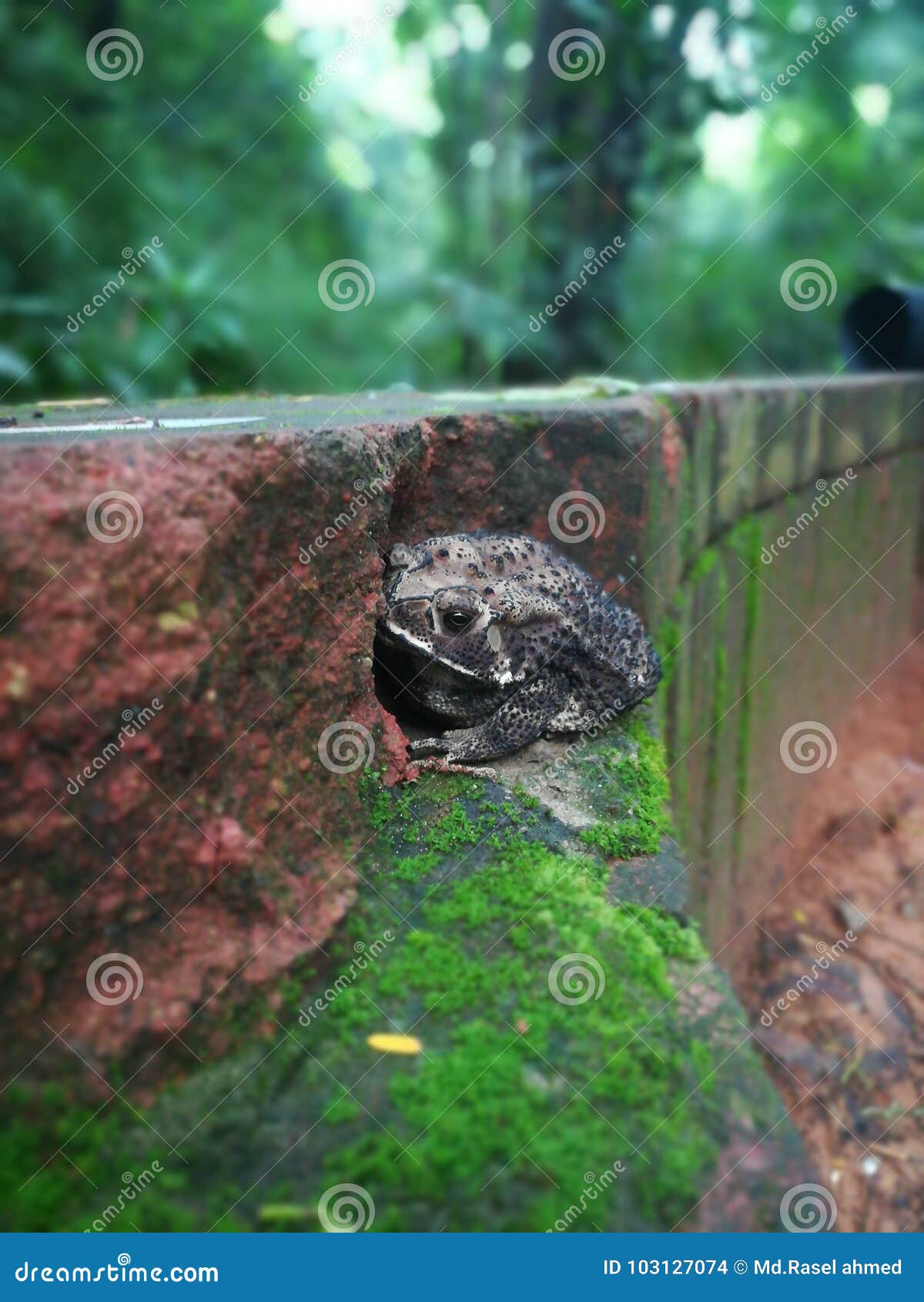 Frog stock photo. Image of wall, frog, alone, samar - 103127074