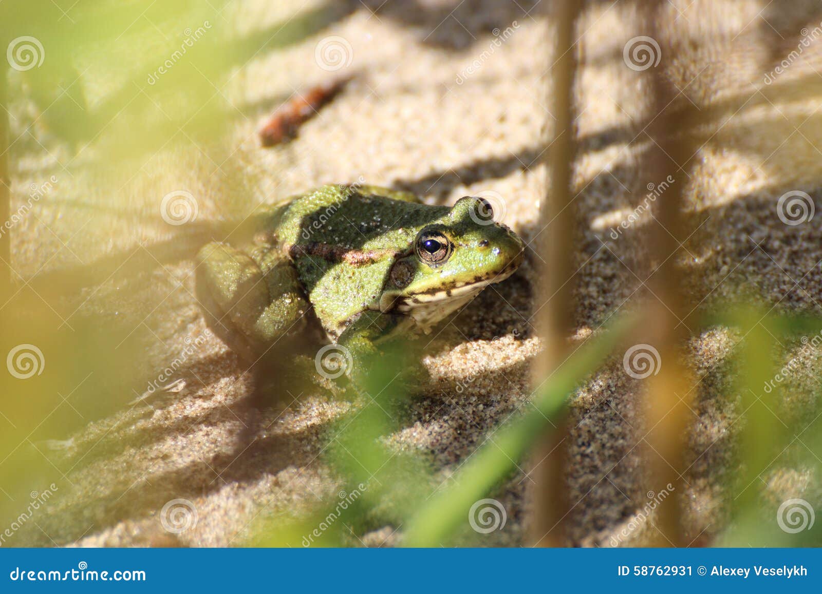 Frog in an ambush stock image. Image of sitting, crouched - 58762931