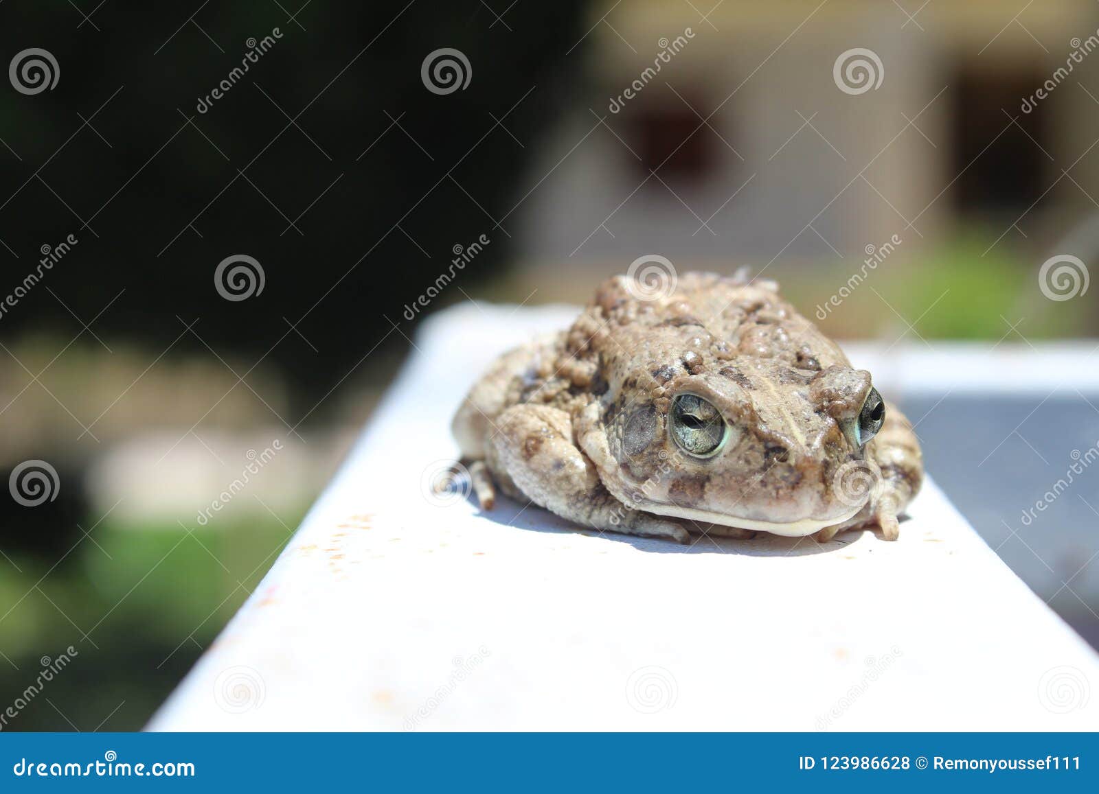 Frog stock photo. Image of egyptian, frogbody, regularis - 123986628