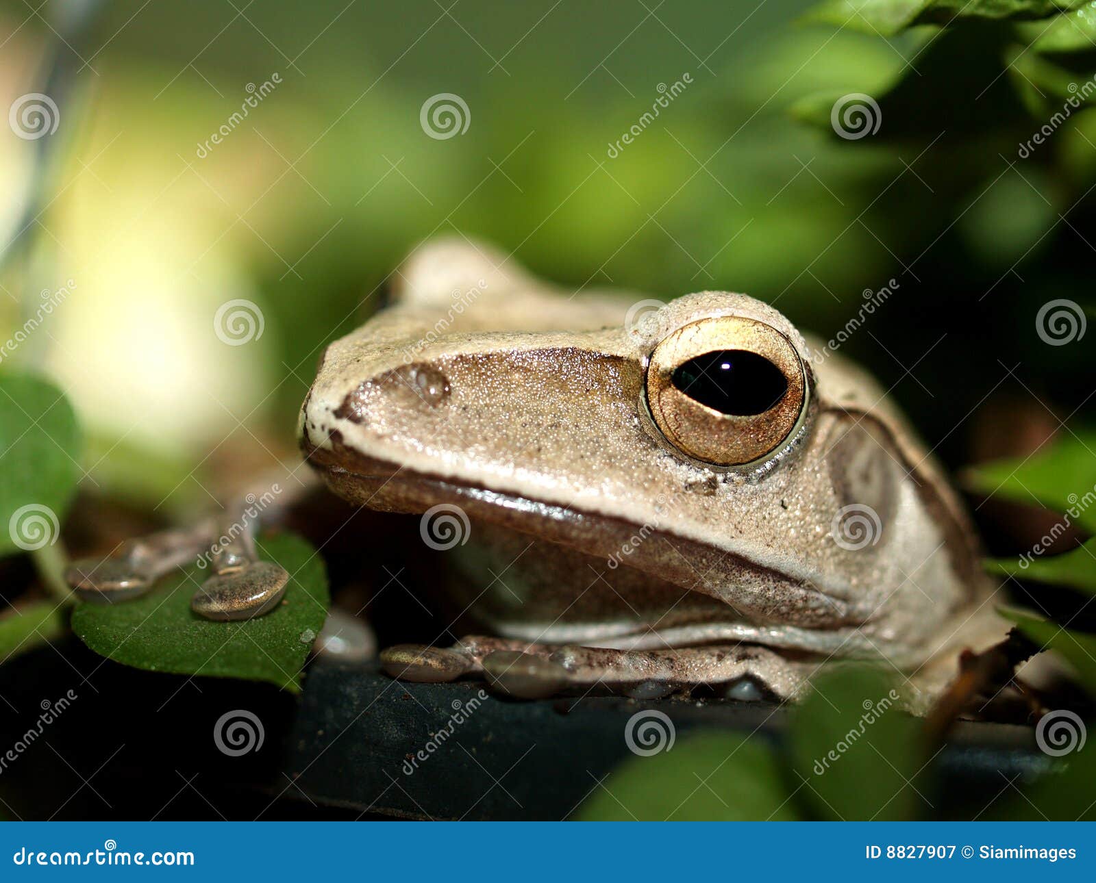 Frog , amphibian stock image. Image of wait, overweight - 8827907