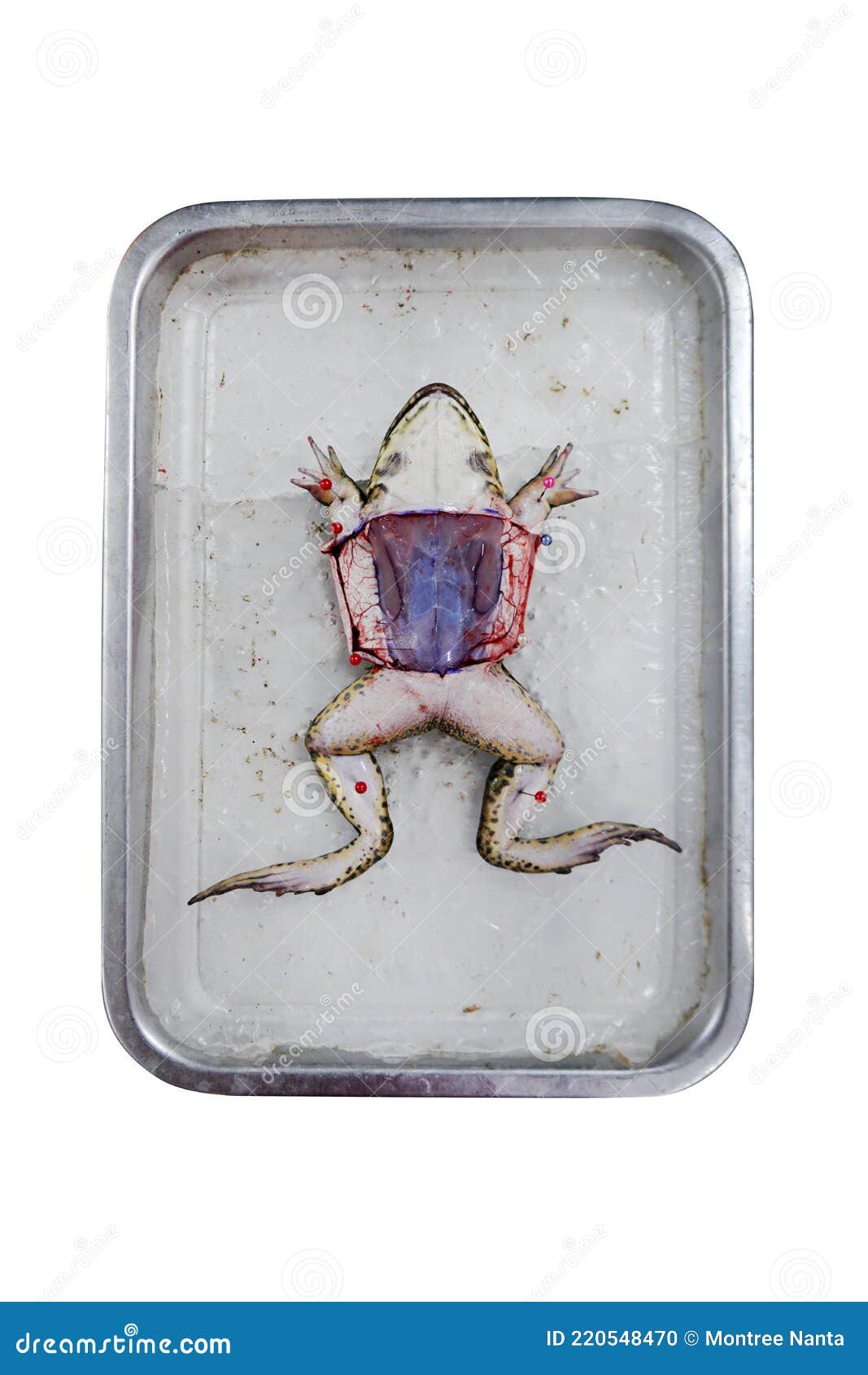 Frog Anatomy on Dissection Tray Isolated on White Background with ...