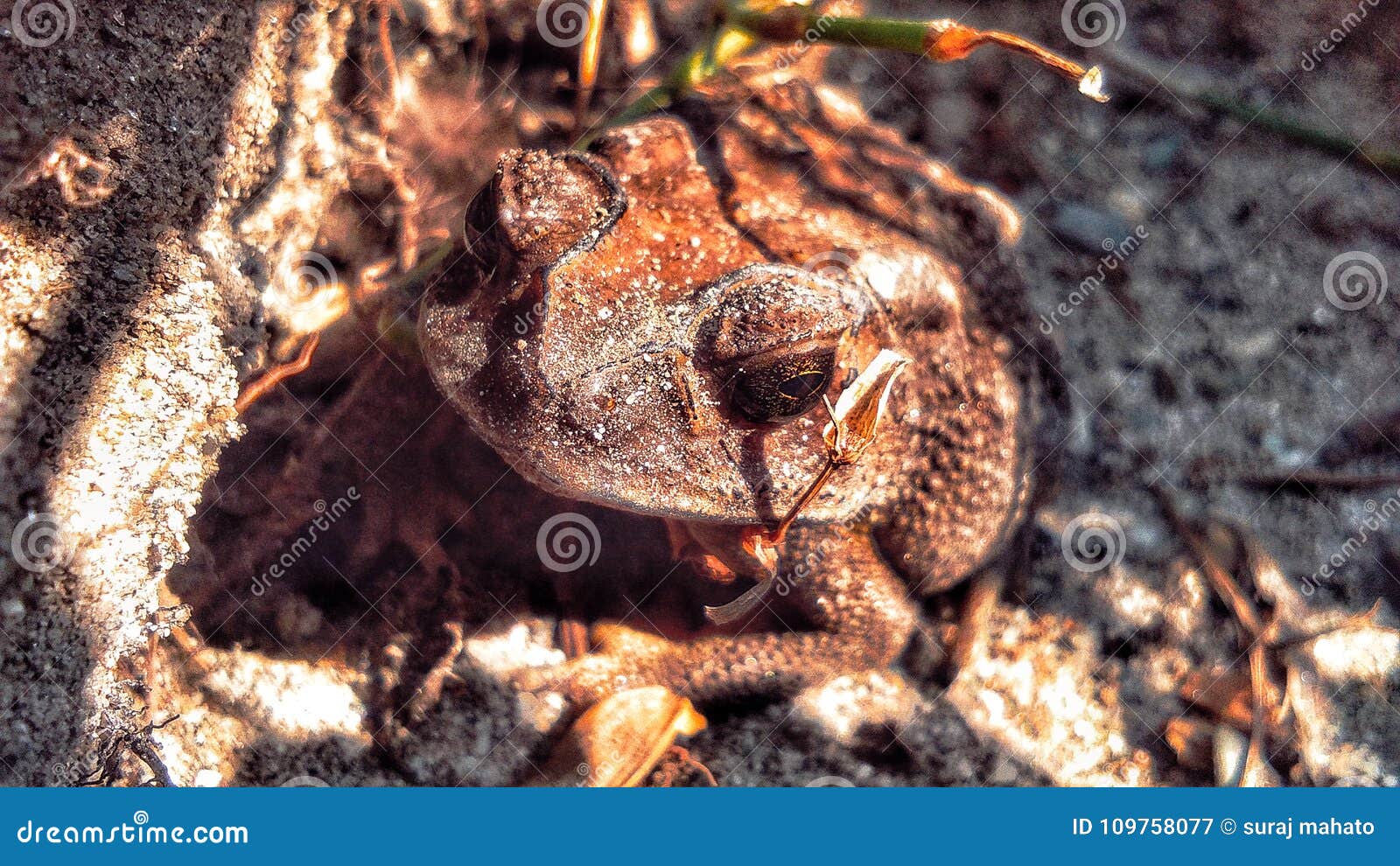 Frog stock image. Image of posing, angry, frog, photoshoot - 109758077