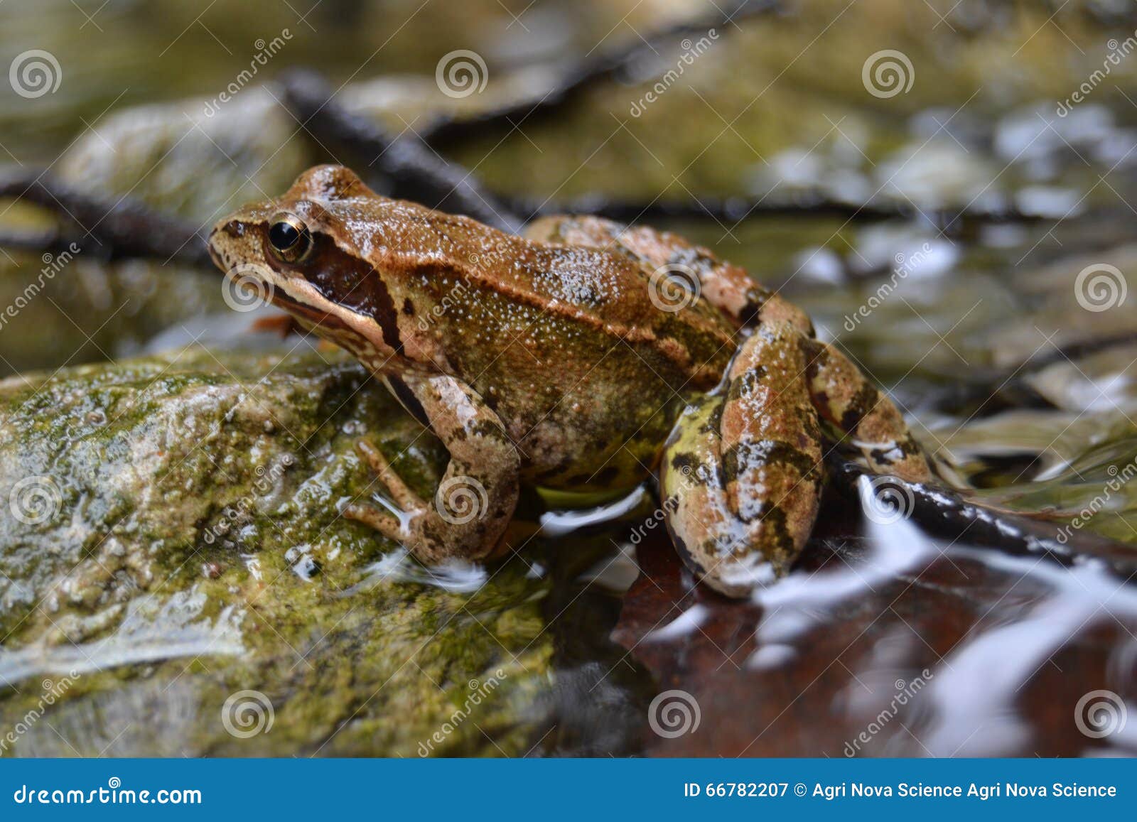 Frog Animal Brown Sharp Good Nice River Water Royalty-Free Stock ...