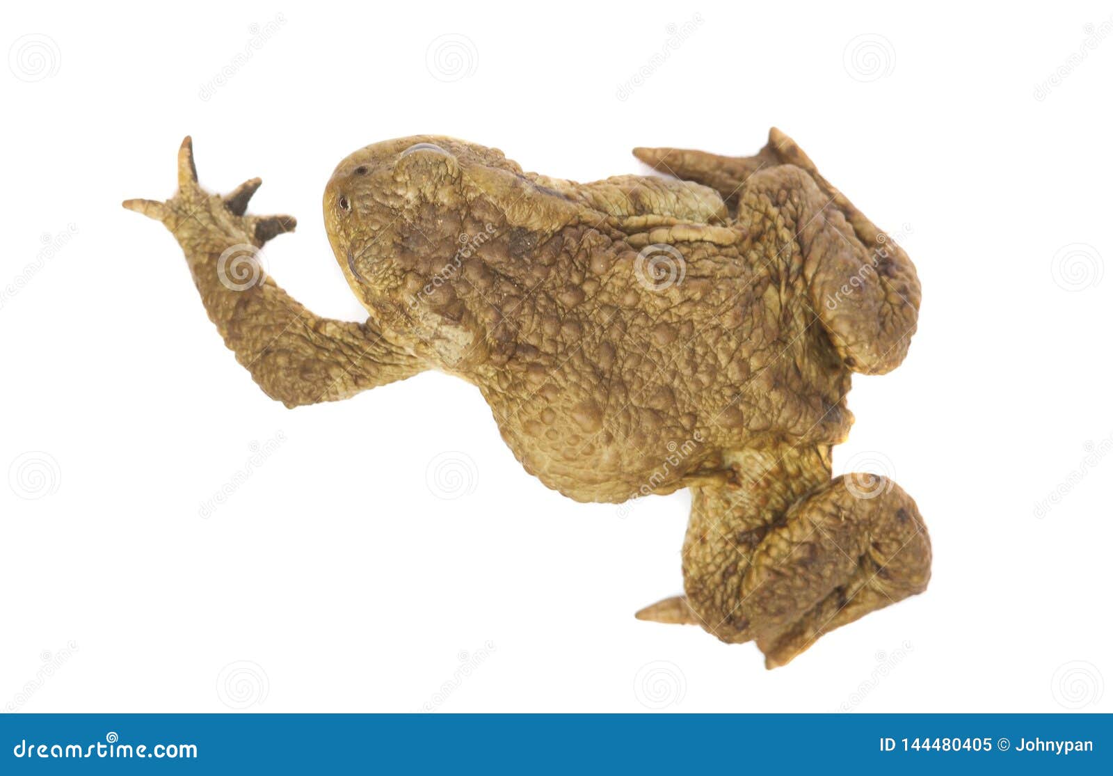 Frog Animal Crawling Isolated Stock Image - Image of biology, closeup ...
