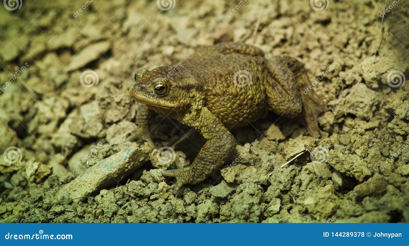 Frog animal looking stock photo. Image of natural, closeup - 144289378
