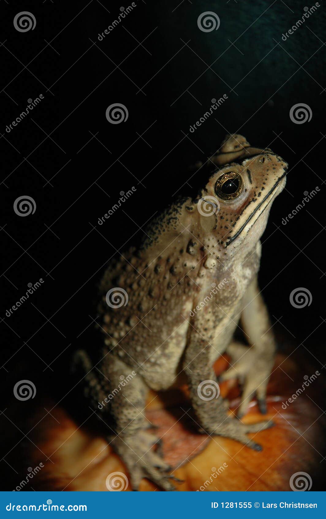 Frog N Feet Stock Image | CartoonDealer.com #2516089
