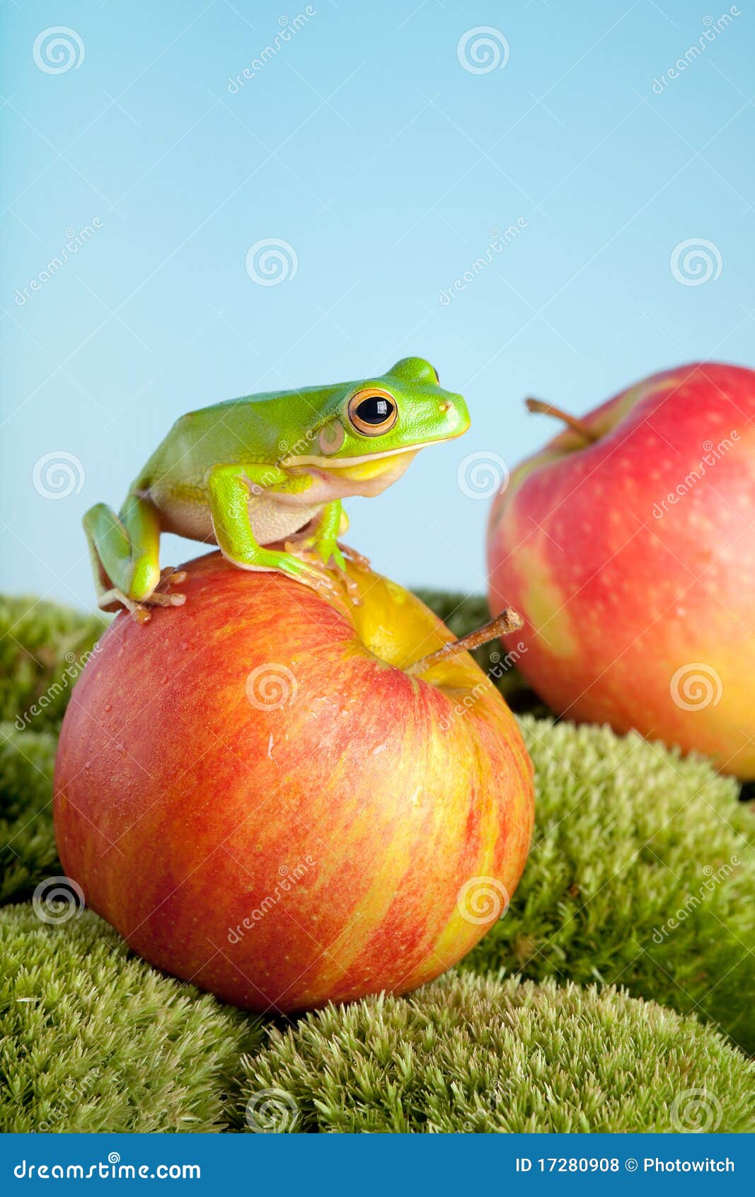 Frog on apple stock photo. Image of peek, amphibians - 17280908