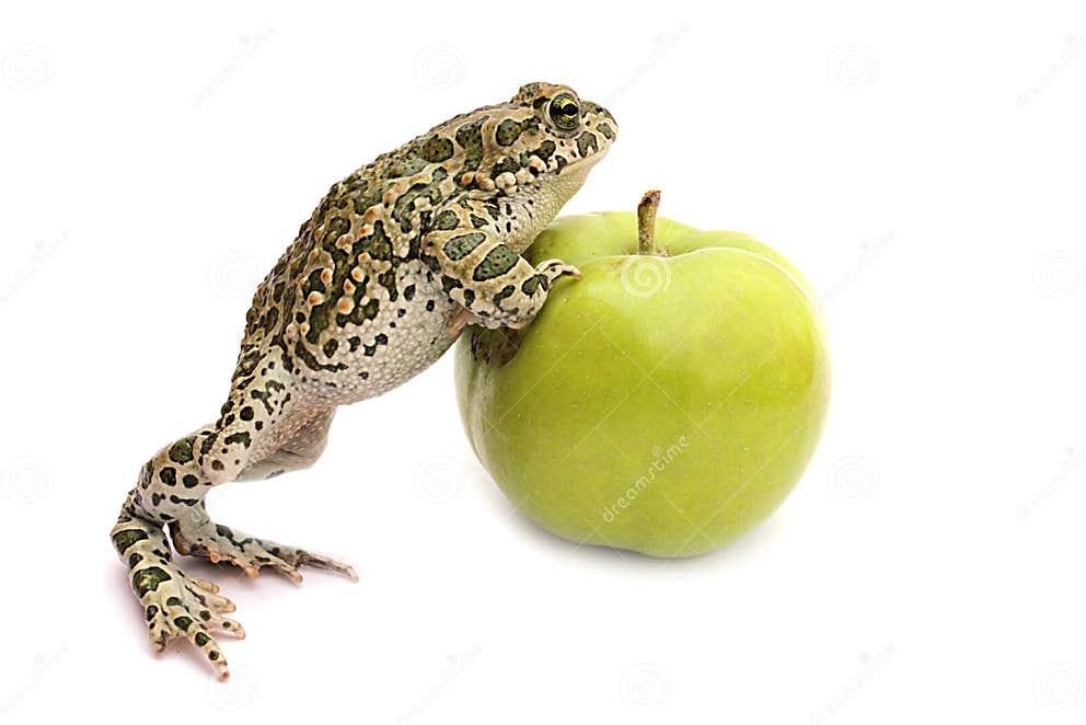 Frog,apple stock image. Image of close, monkey, rana - 20058135