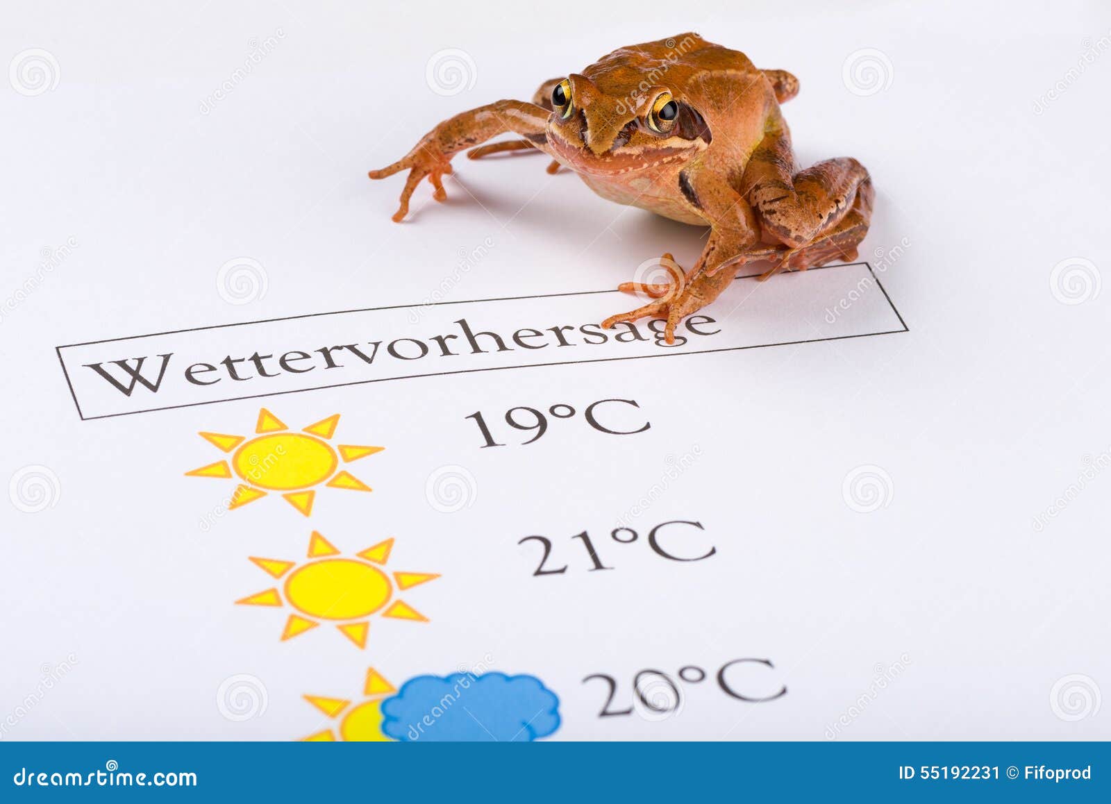 Frog As a Weather Prophet Makes the Weather Forecast, German Version ...