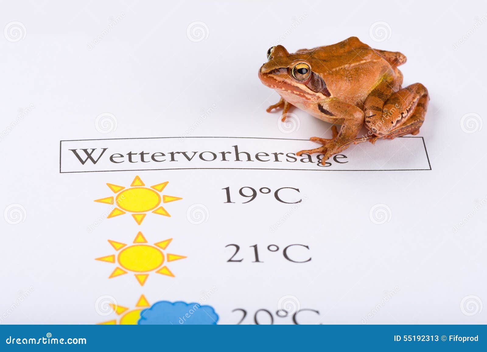 Frog As a Weather Prophet Makes the Weather Forecast, German Version ...